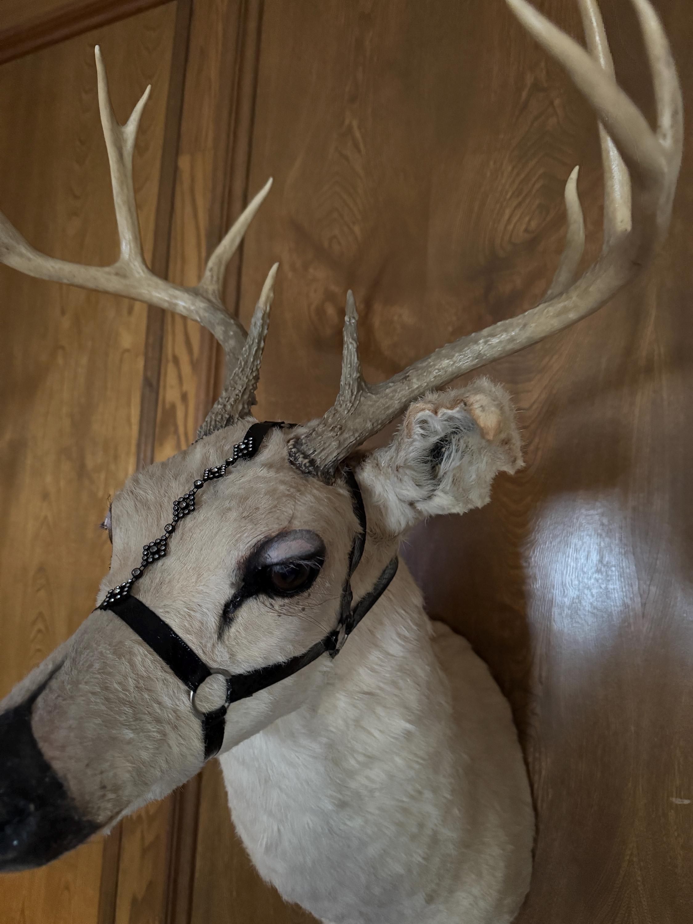 Shoulder Mount Texas 12 Pt. Wild All White, White Tail Deer Real Antler ...