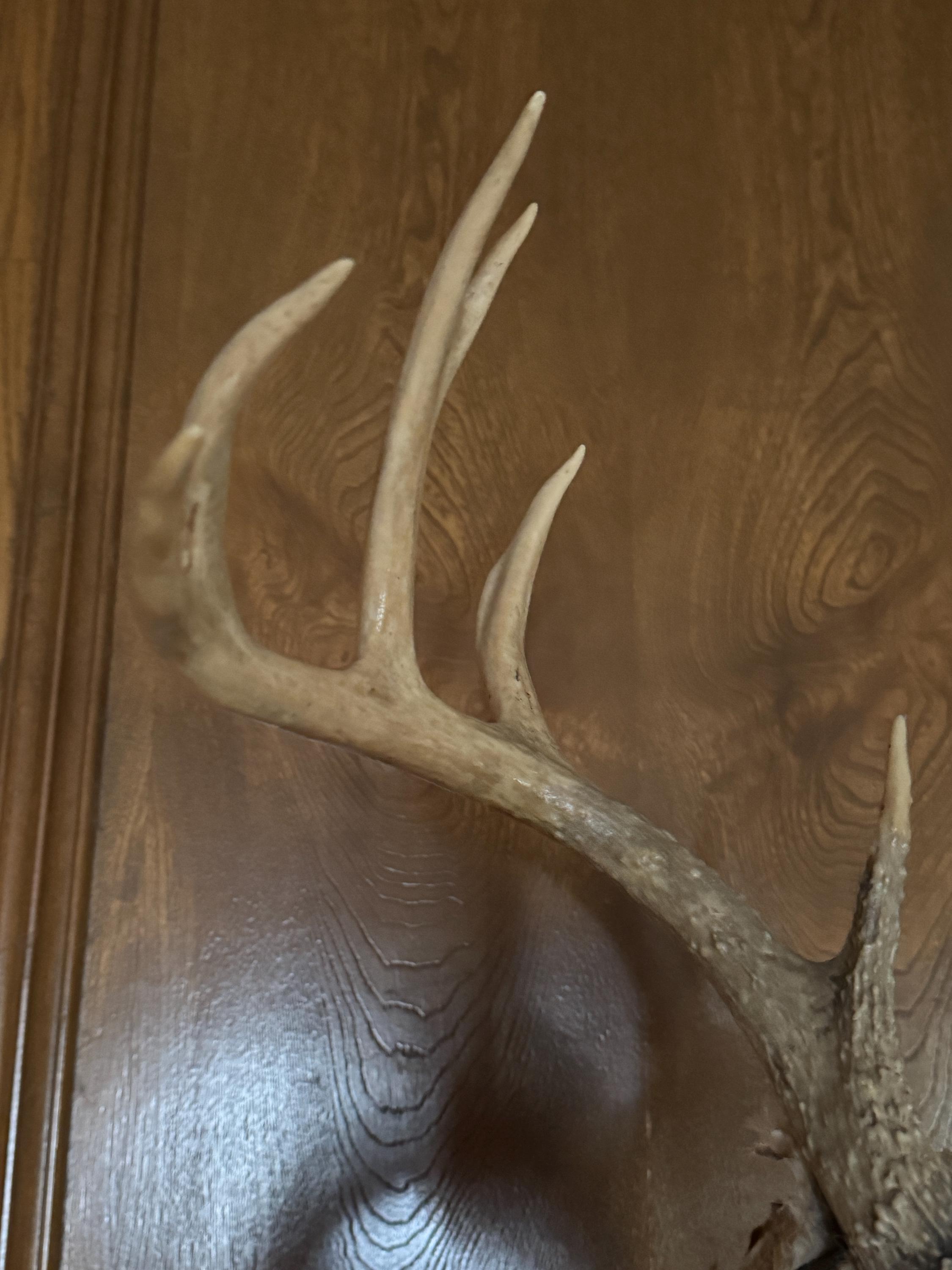 Shoulder Mount Texas 12 Pt. Wild All White, White Tail Deer Real Antler ...