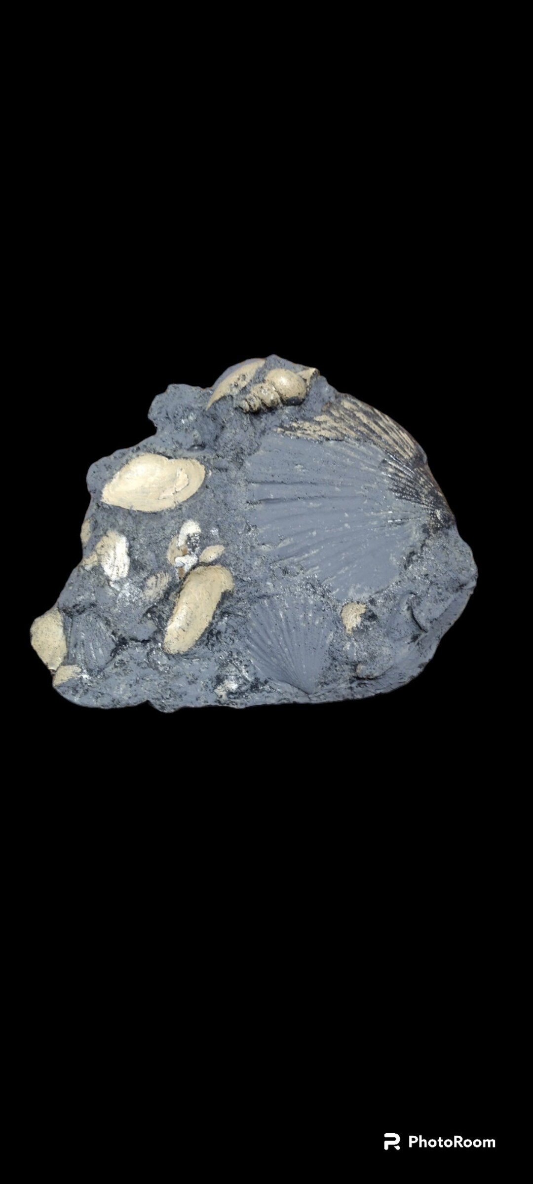 Miocene Marine Mollusc Slab From the Oregon Cost ( 18 Mya Sea Floor ...