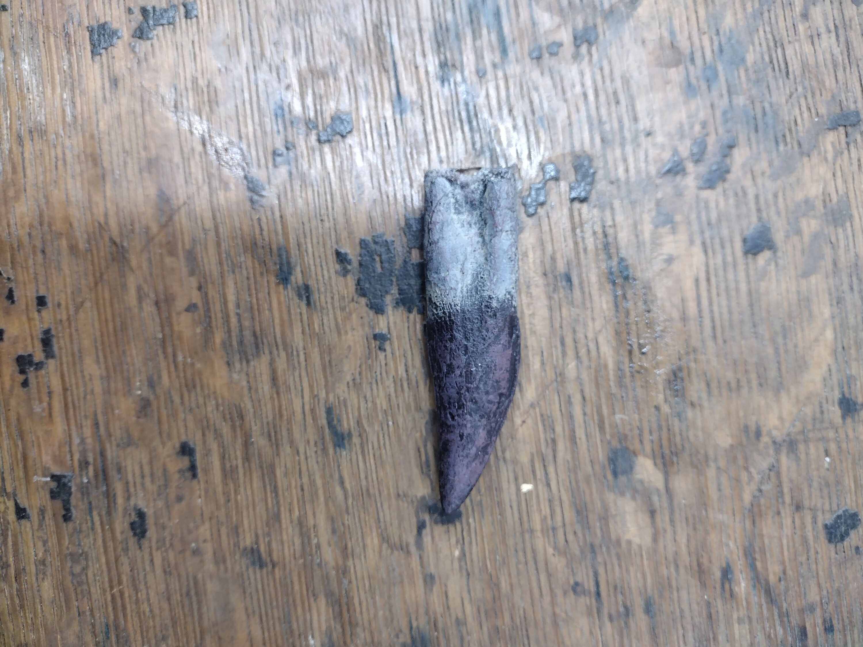 Dilophosaurus Wetherilli Fossil Tooth Cast Replica - Etsy