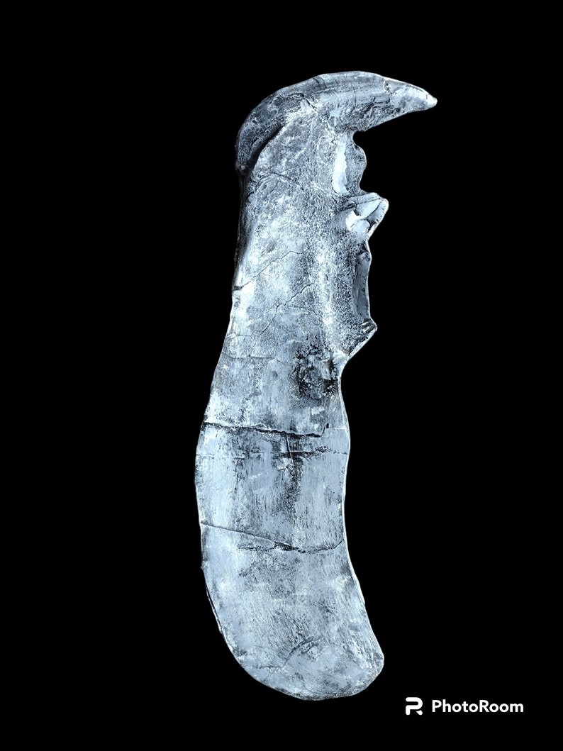 Dunkleosteus Terrelli Right Mandible Fossil Jaw Replica- Placoderm ...