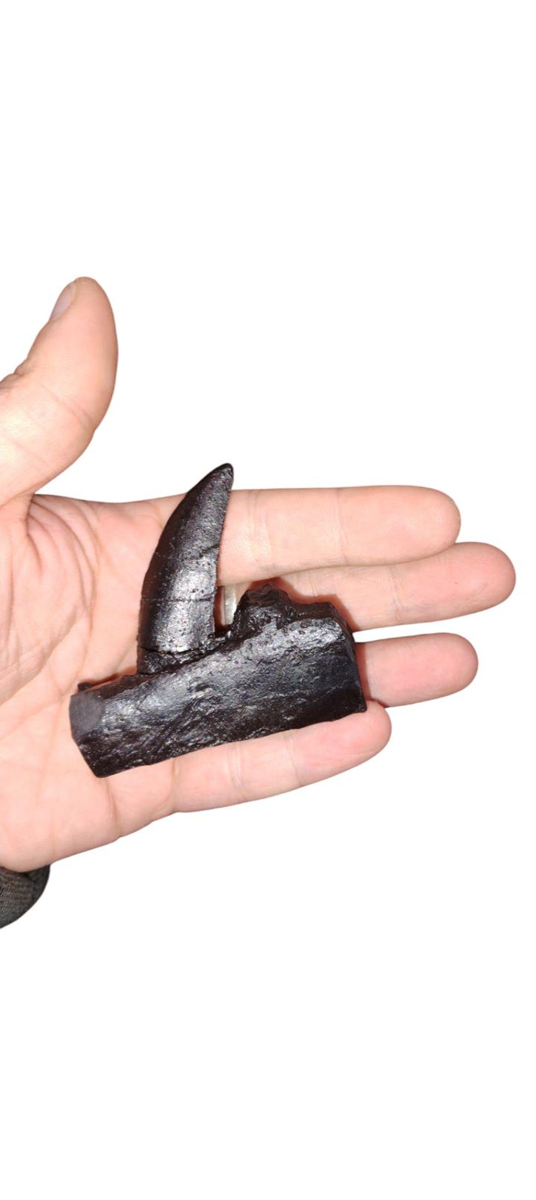 Albertosaurus Sarcophagus Jaw Section With Teeth- Dinosaurs-palentology ...