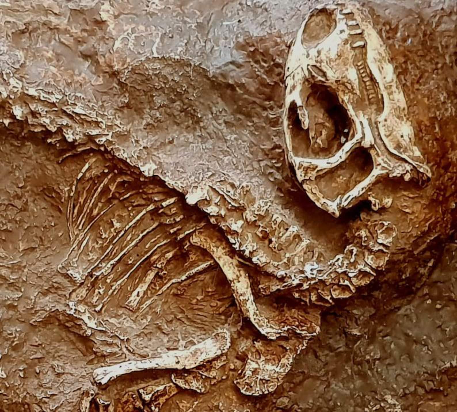 Nanosaurus Agilis Skeleton Fossil Cast Replica-dinosaurs-dinosaurs ...