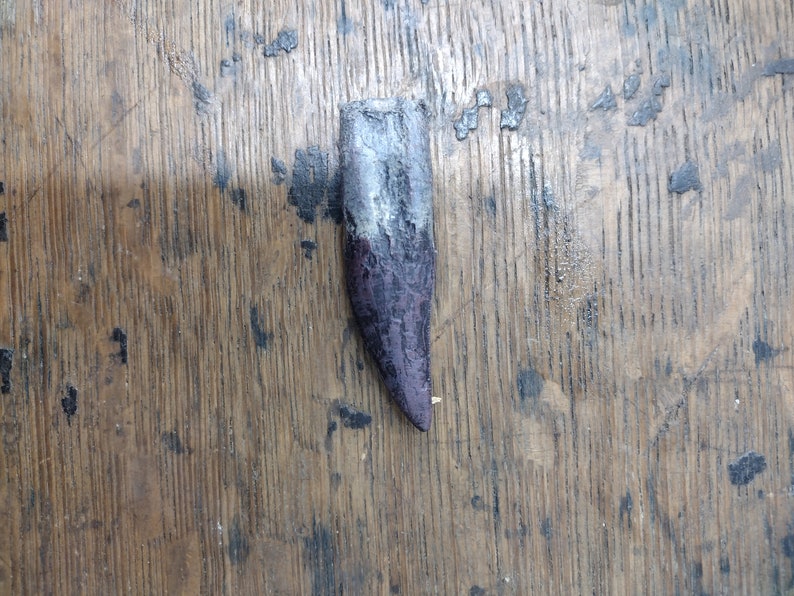 Dilophosaurus Wetherilli Fossil Tooth Cast Replica - Etsy