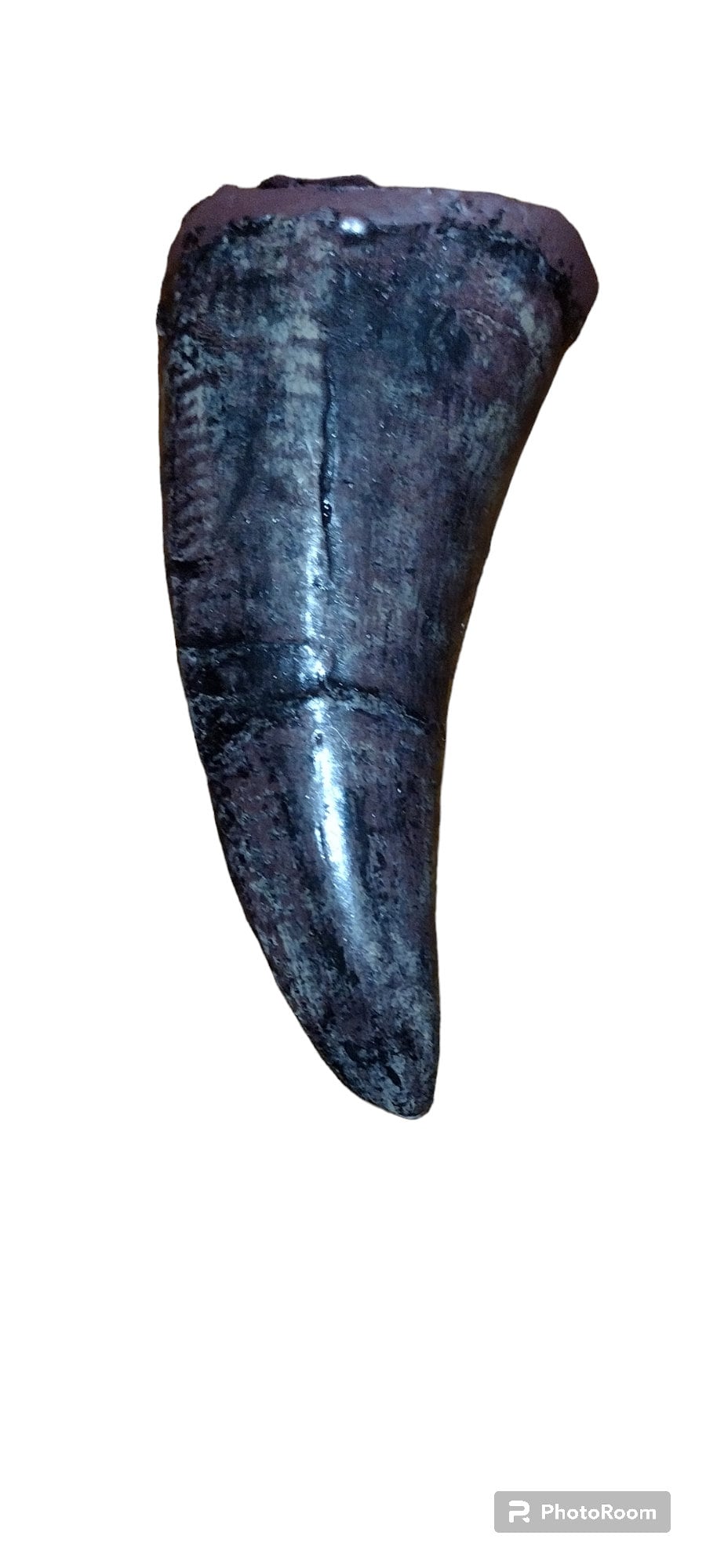 4" Tyrannosaurus Rex Maxillary Tooth Cast Replica-dinosaurs ...