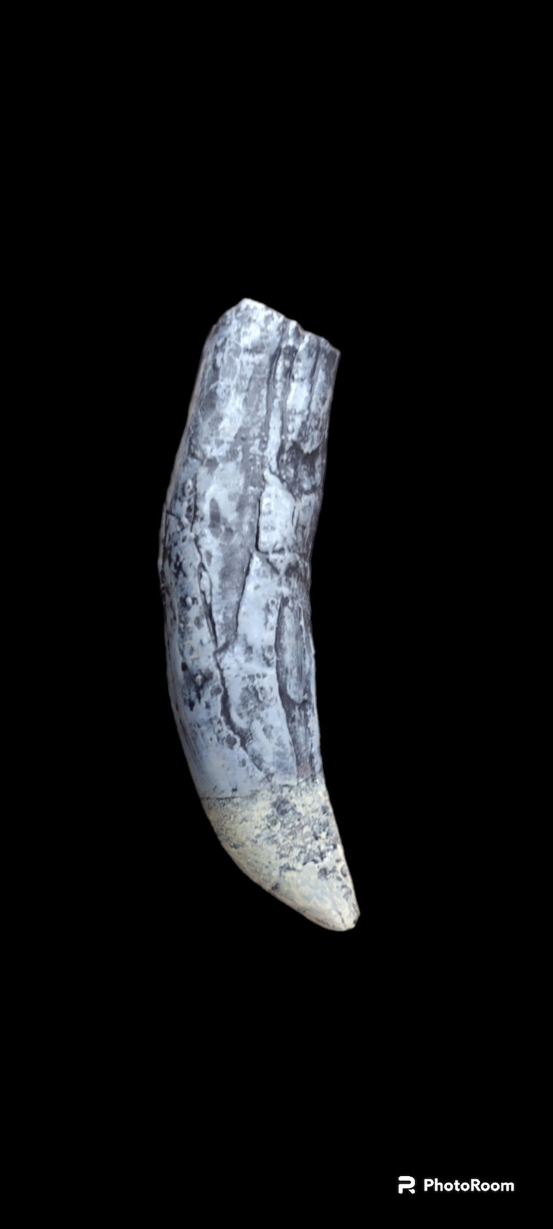 Allosaurus Fragilis Fossil Tooth Cast Replica- Dinosaurs-paleontology ...
