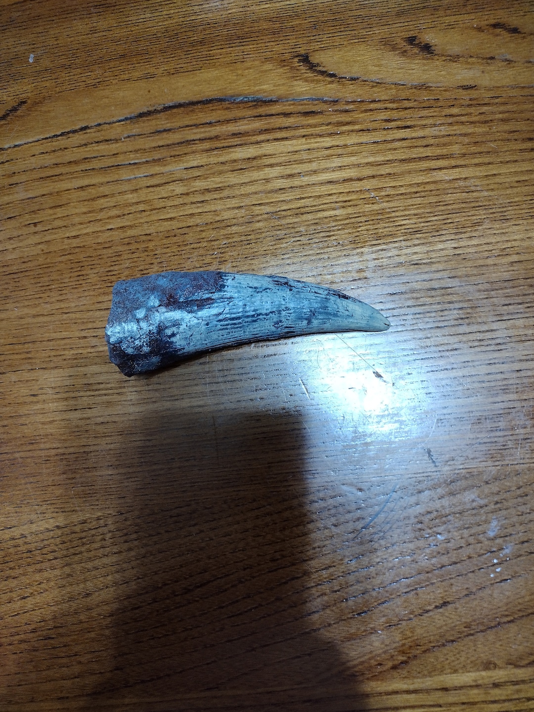 Spinosaurus Aegypticus Fossil Tooth Cast - Etsy