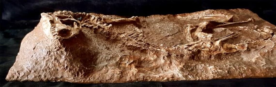 Nanosaurus Agilis Skeleton Fossil Cast Replica-dinosaurs-dinosaurs ...