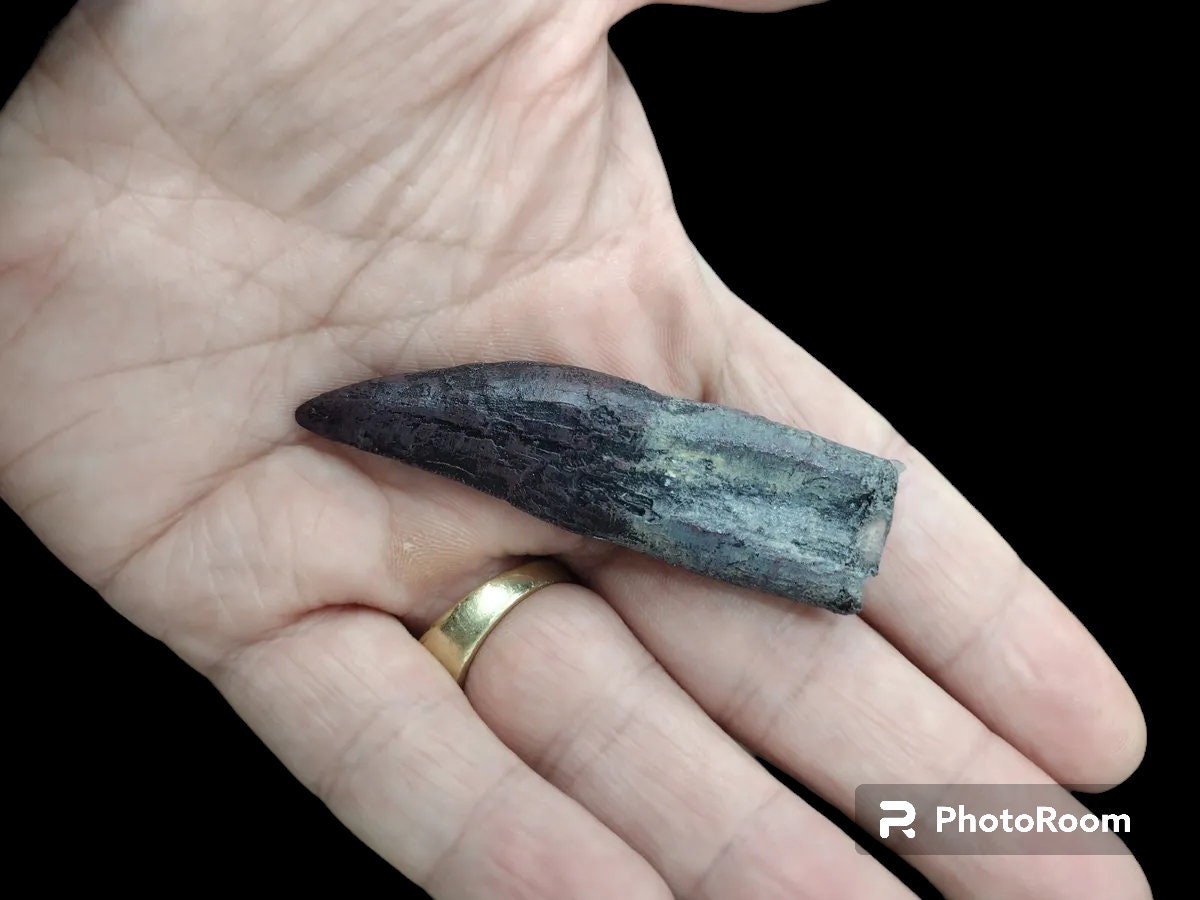 Dilophosaurus Wetherilli Fossil Tooth Cast Replica - Etsy