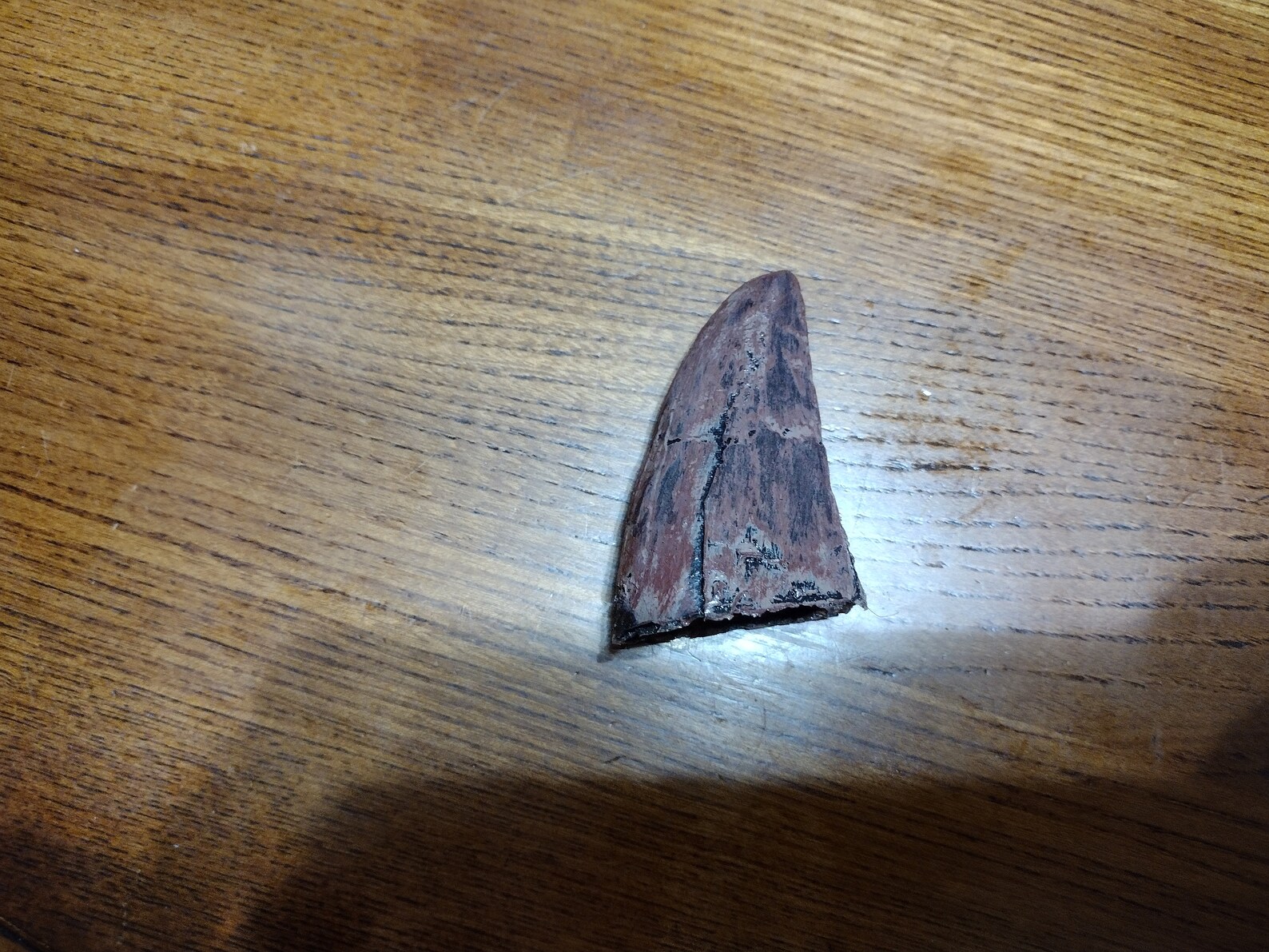 Tyrannosaurus Rex Tooth Fossil Cast Replica - Etsy