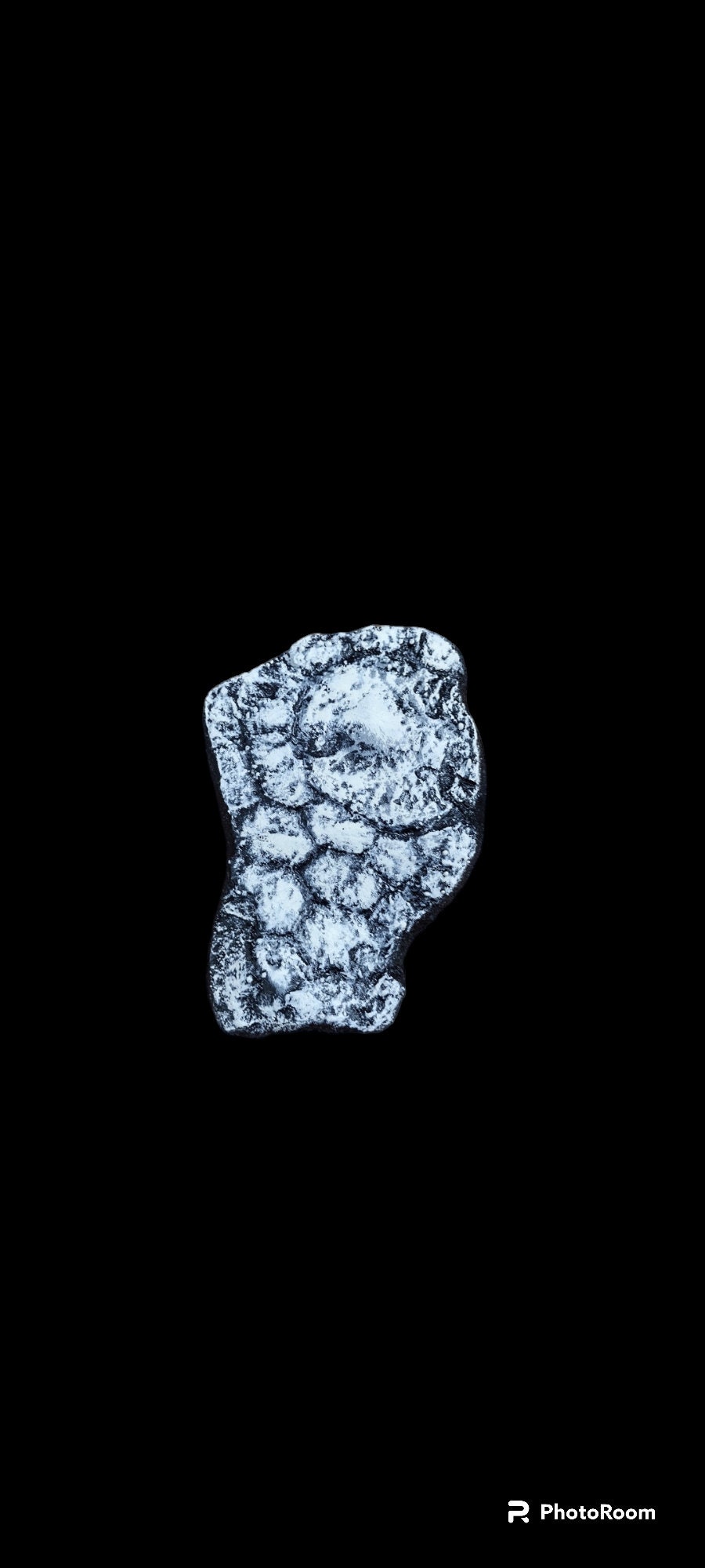 Triceratops Horridus Skin Cast Fossil Replica - Etsy