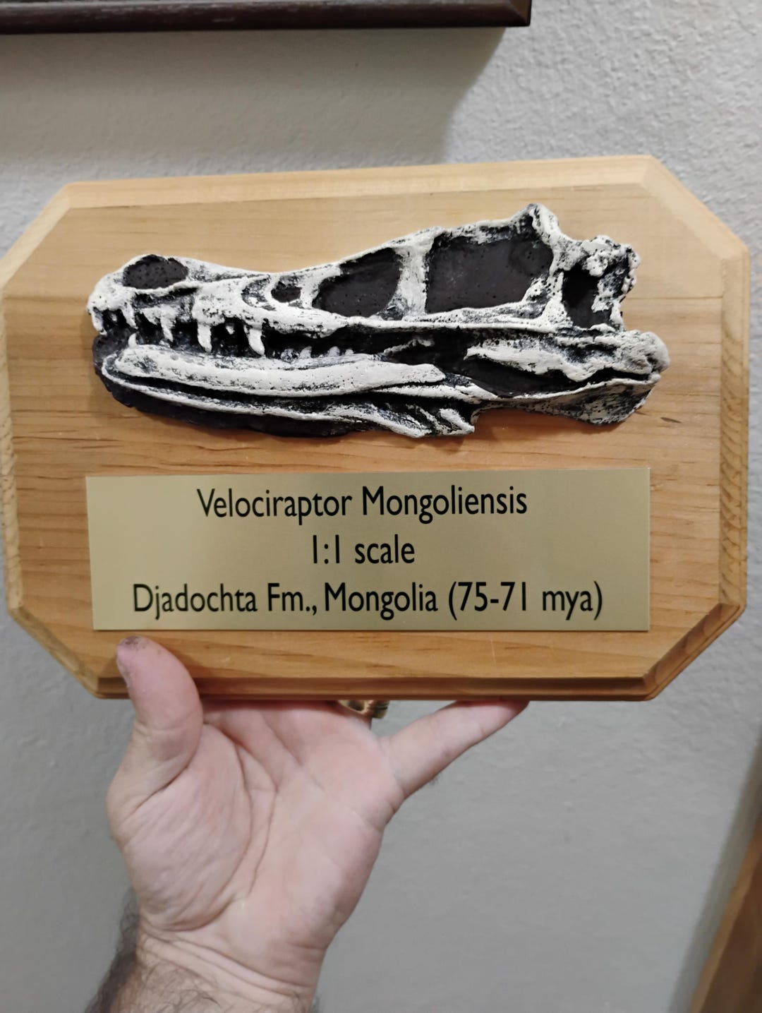 Velociraptor Mongoliensis Skull Fossil Cast Replica Plaque ( Museum ...