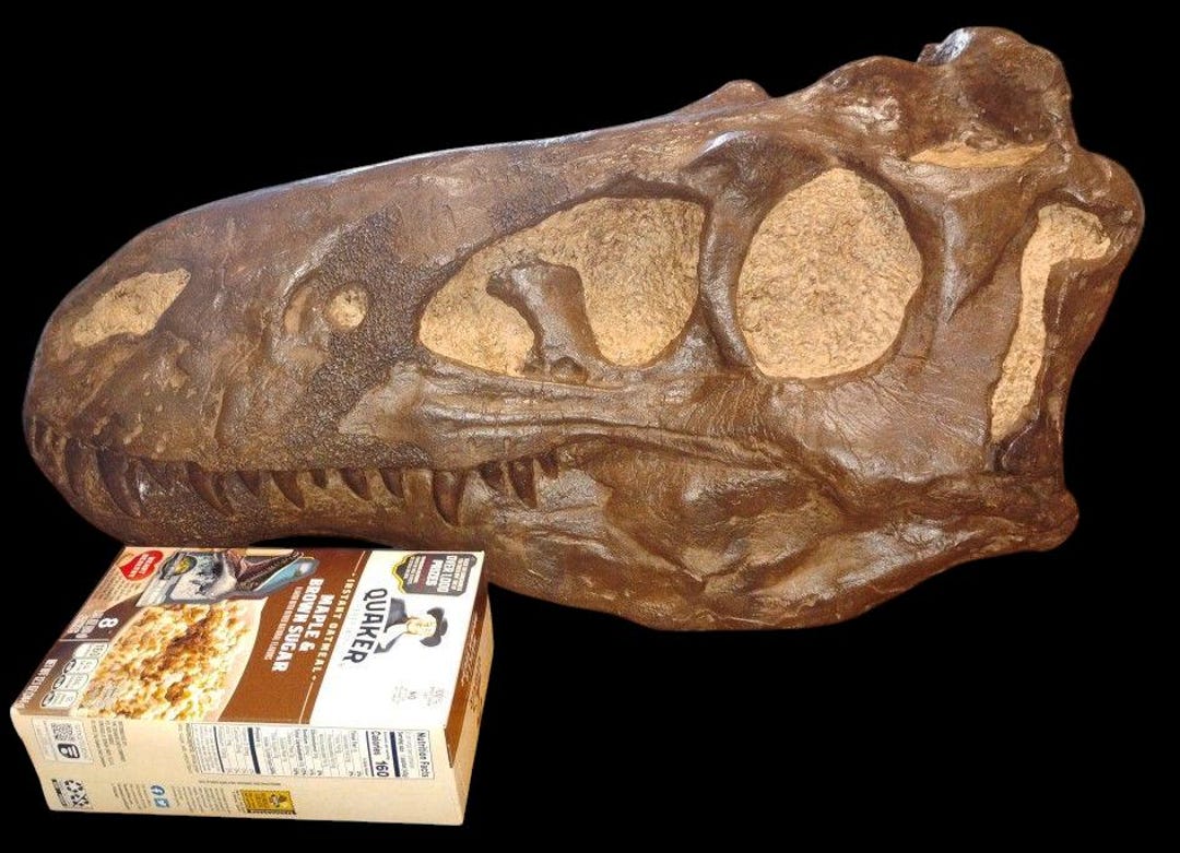 Nanotyrannus Lancensis Fossil Skull Cast Replica-dinosaurs-paleontology ...