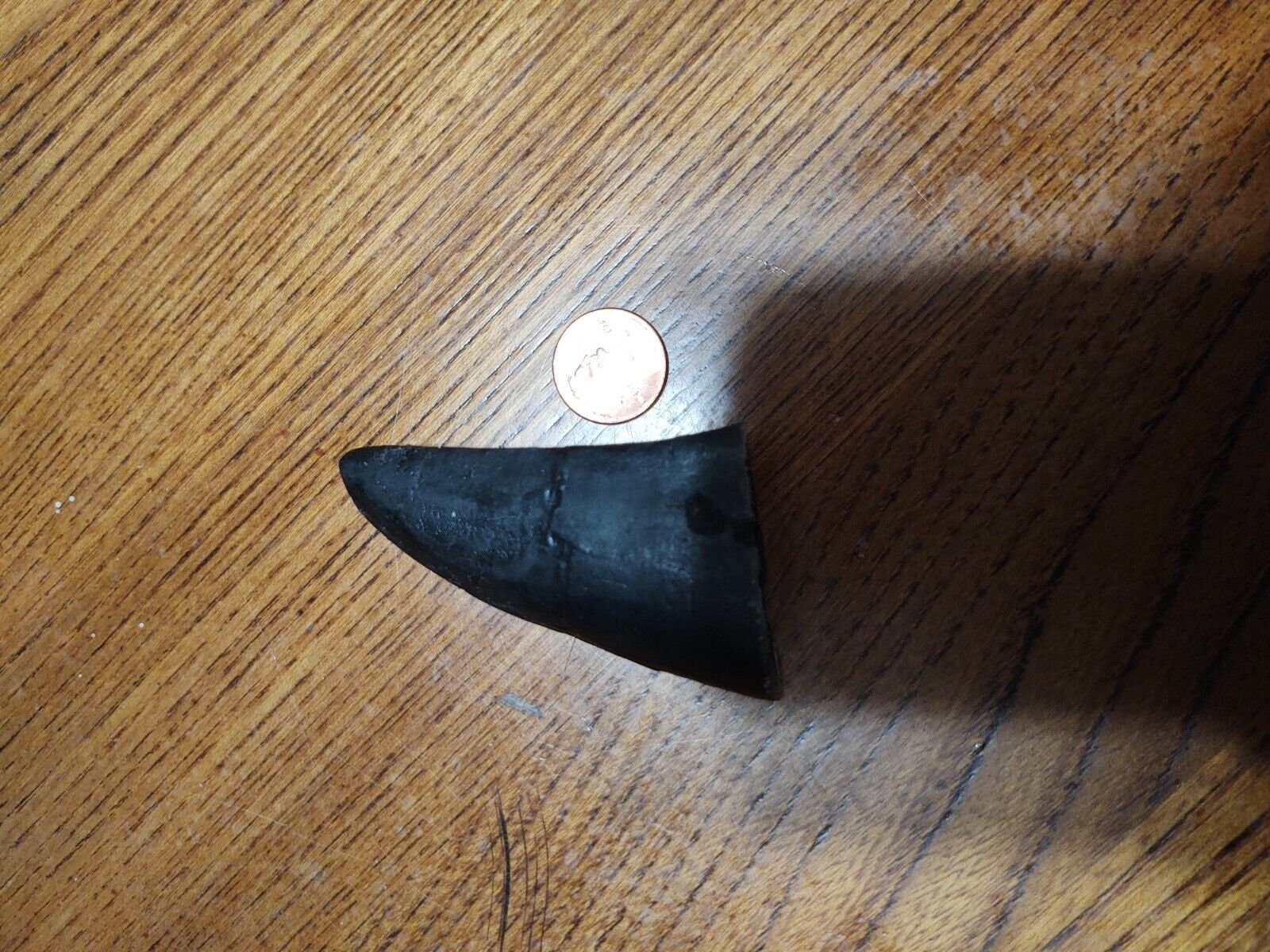 Tyrannosaurus Rex Tooth Crown Replica ( Medium) - Etsy