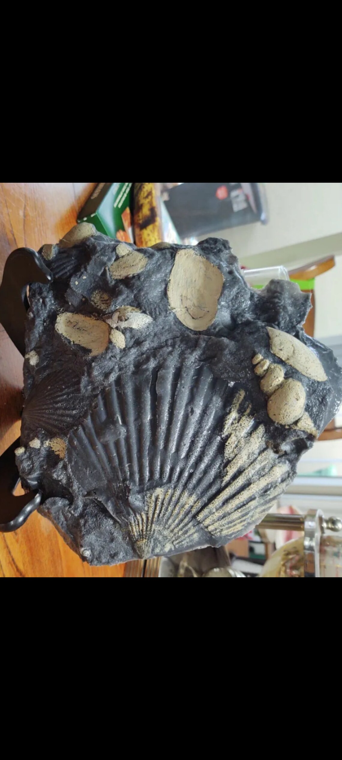 Miocene Marine Mollusc Slab From the Oregon Cost ( 18 Mya Sea Floor ...