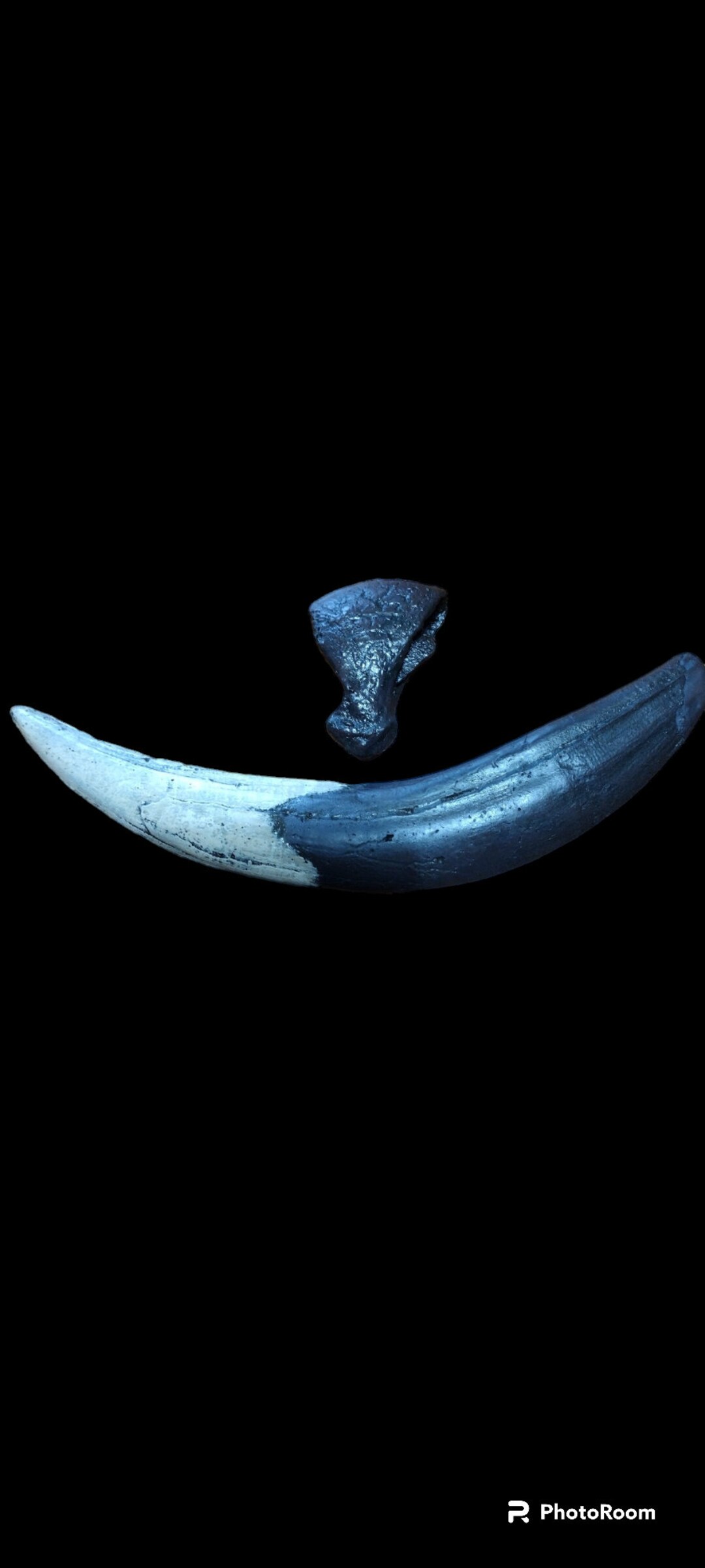 Smilodon Fatalis Canine and Claw ( Sabre Toothed Cat) - Etsy