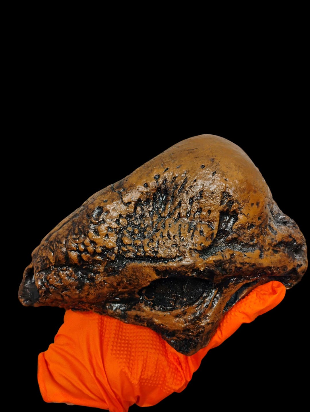 Stegoceras Validum Skull Fossil Cast Replica- Dinosaurs- Paleontology ...