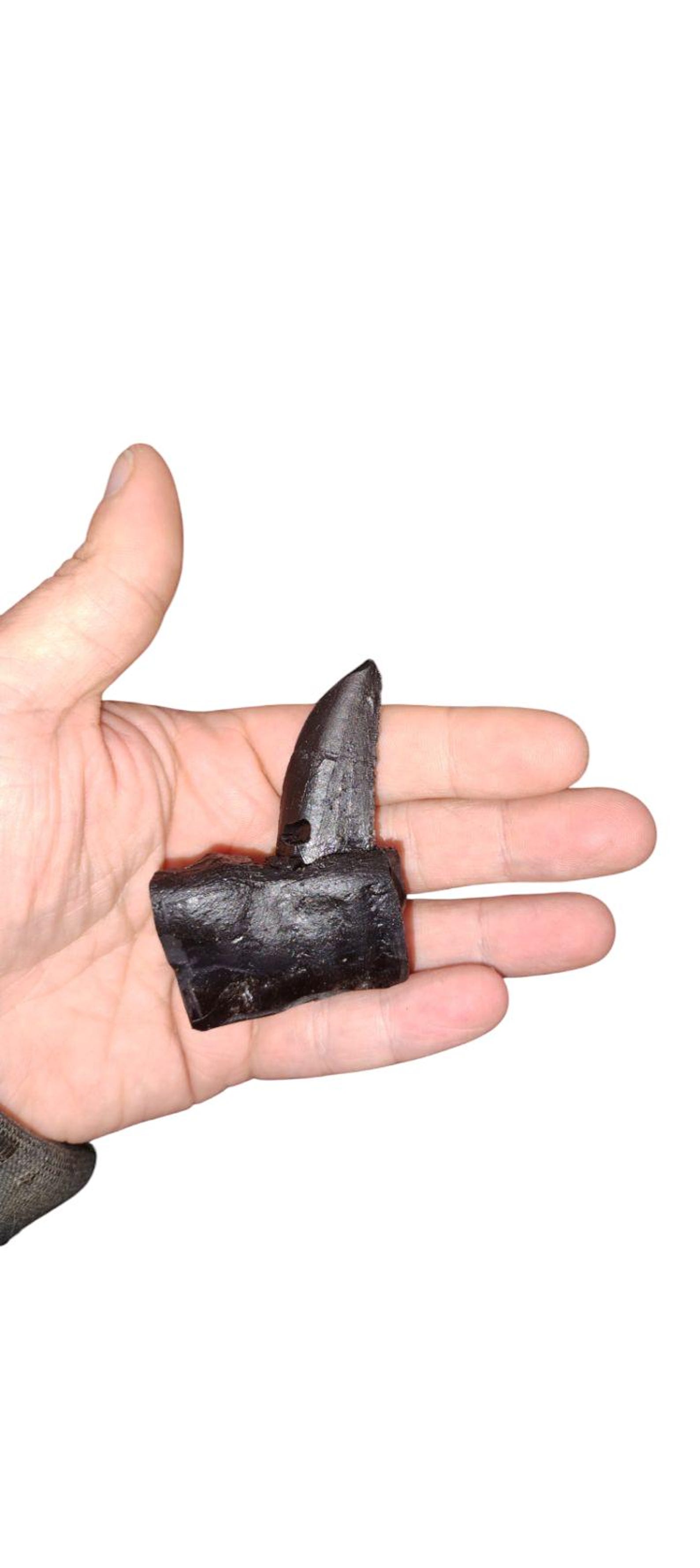 Albertosaurus Sarcophagus Jaw Section With Teeth- Dinosaurs-palentology ...