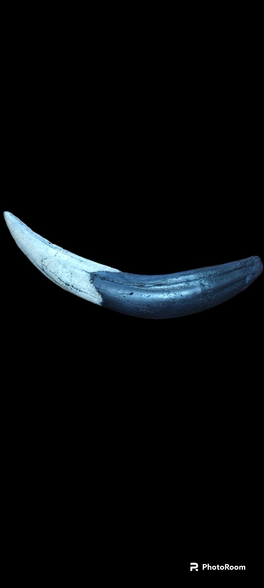 Smilodon Fatalis Canine and Claw ( Sabre Toothed Cat) - Etsy