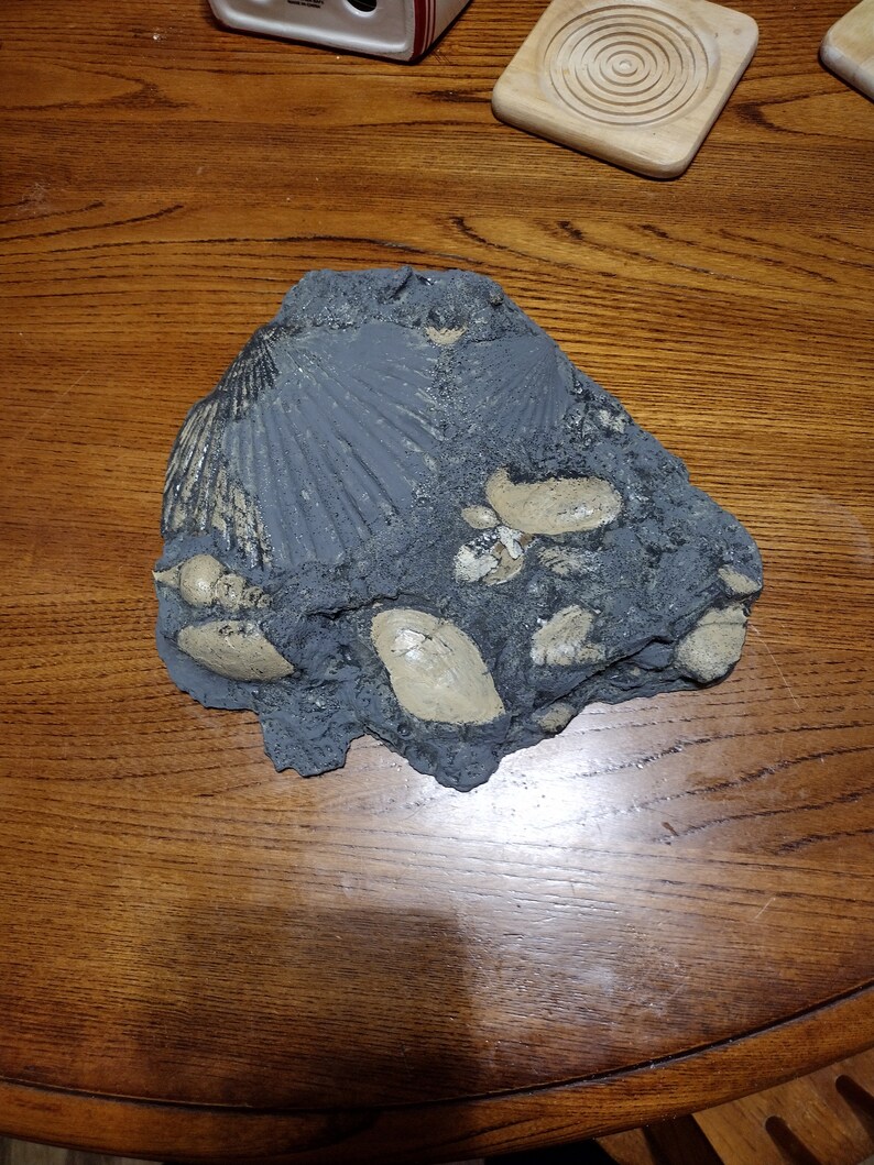 Miocene Marine Mollusc Slab From the Oregon Cost ( 18 Mya Sea Floor ...