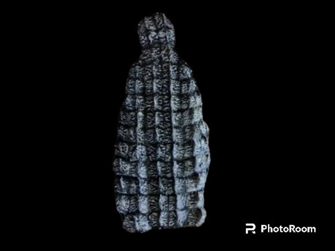 American Alligator (modern) Dermal Armor Scutes Cast Replica - Etsy