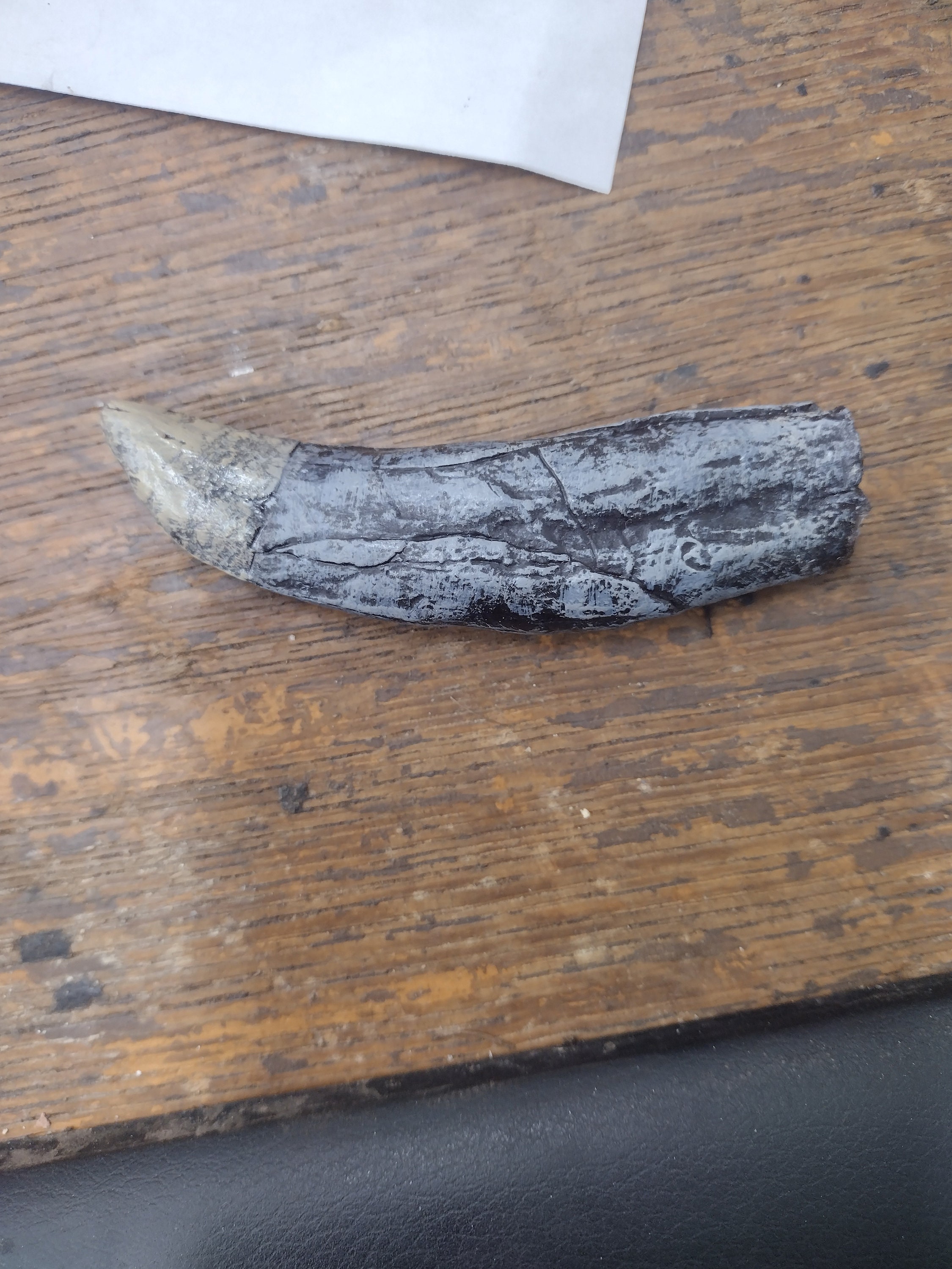 Allosaurus Fragilis Fossil Tooth Cast Replica- Dinosaurs-paleontology ...
