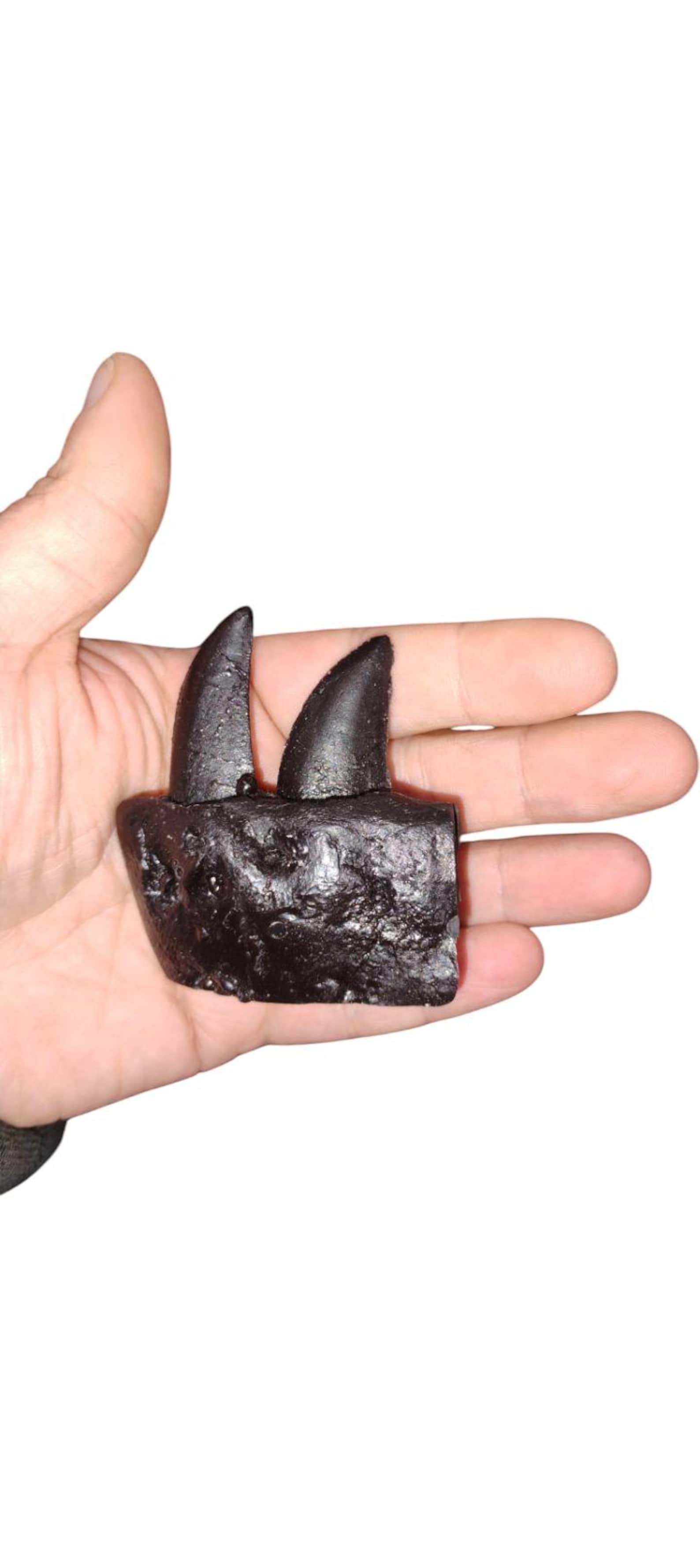Albertosaurus Sarcophagus Jaw Section With Teeth- Dinosaurs-palentology ...