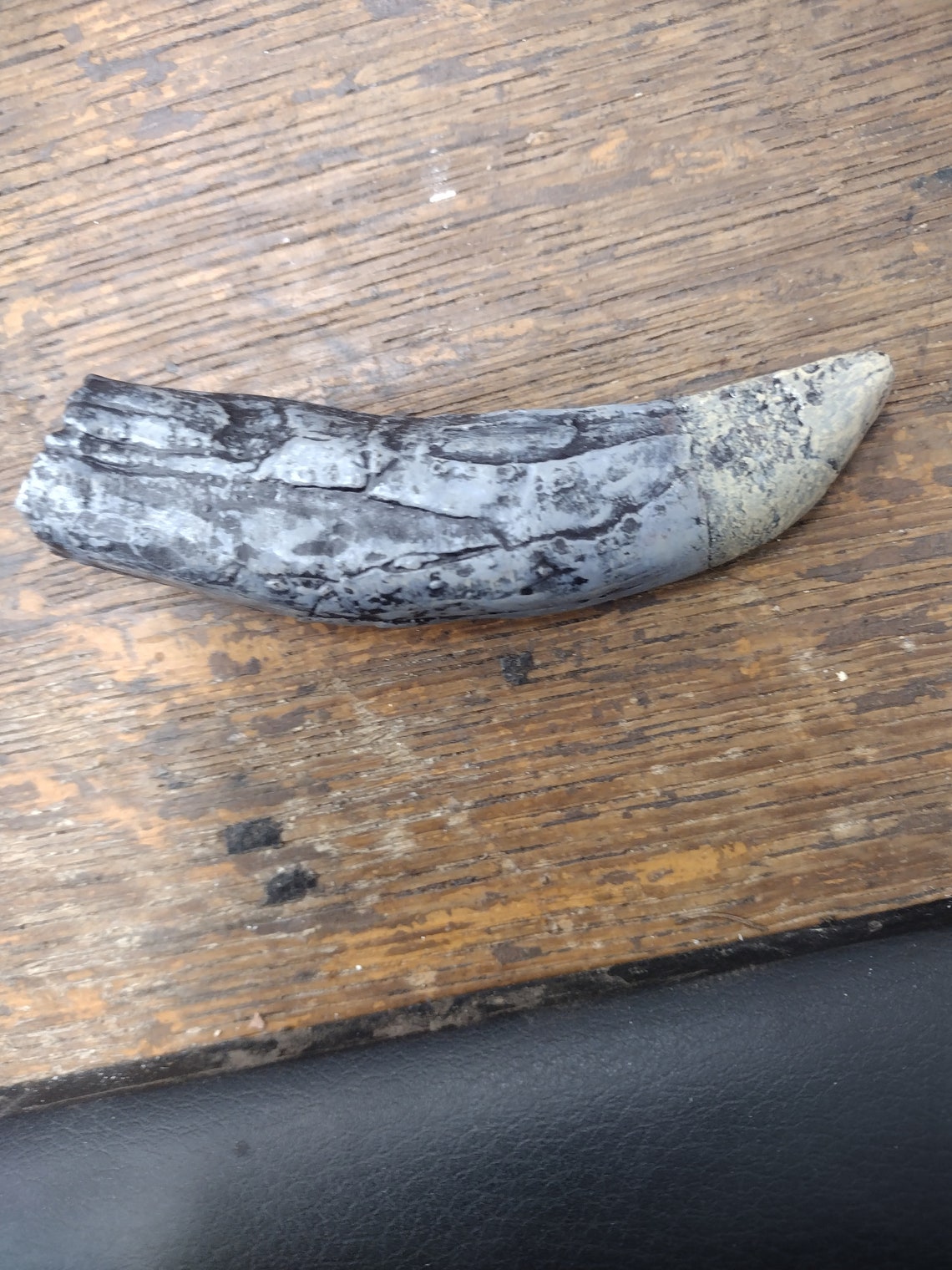 Allosaurus Fragilis Fossil Tooth Cast Replica- Dinosaurs-paleontology ...