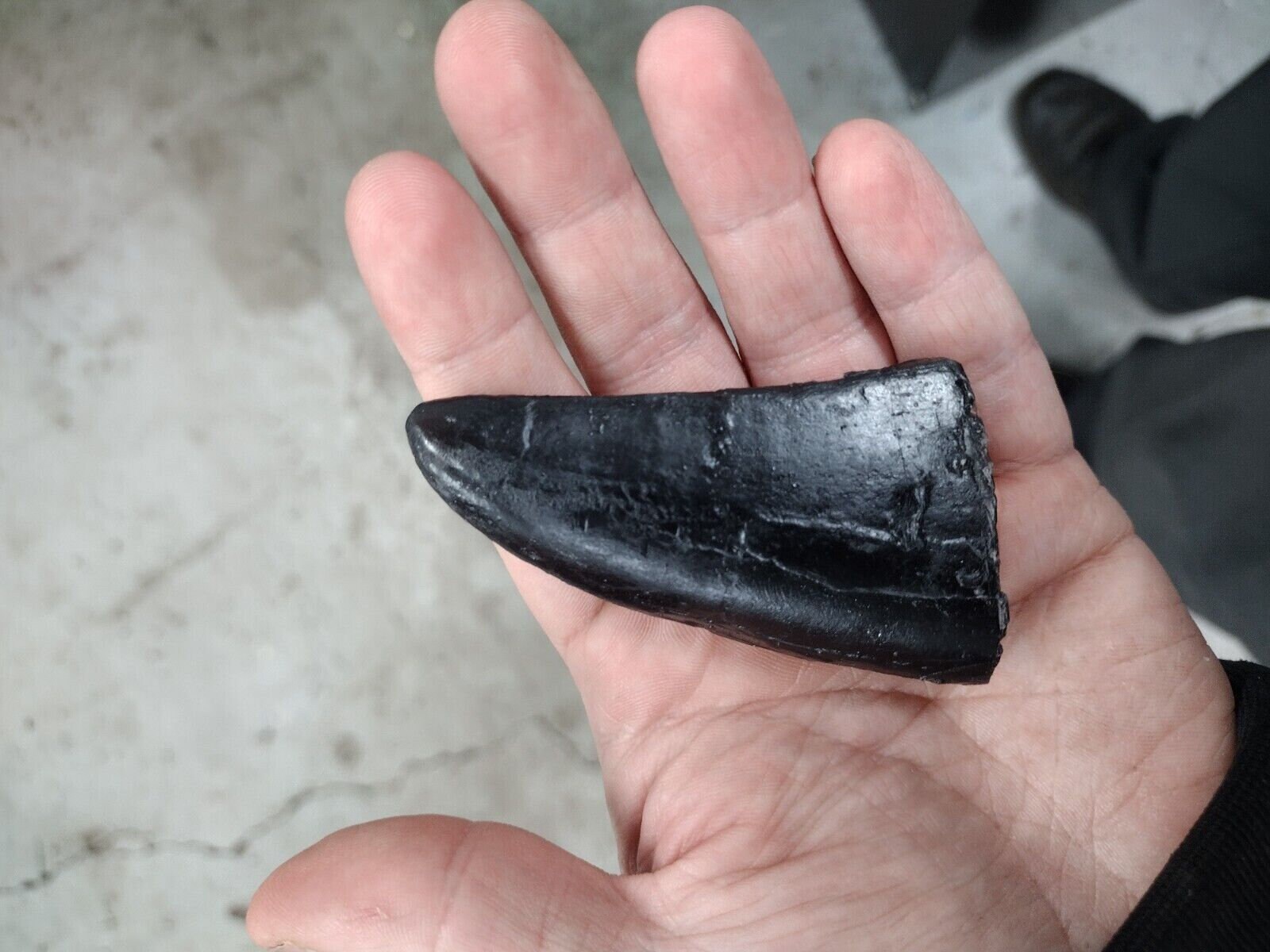Tyrannosaurus Rex Tooth Crown Replica ( Medium) - Etsy