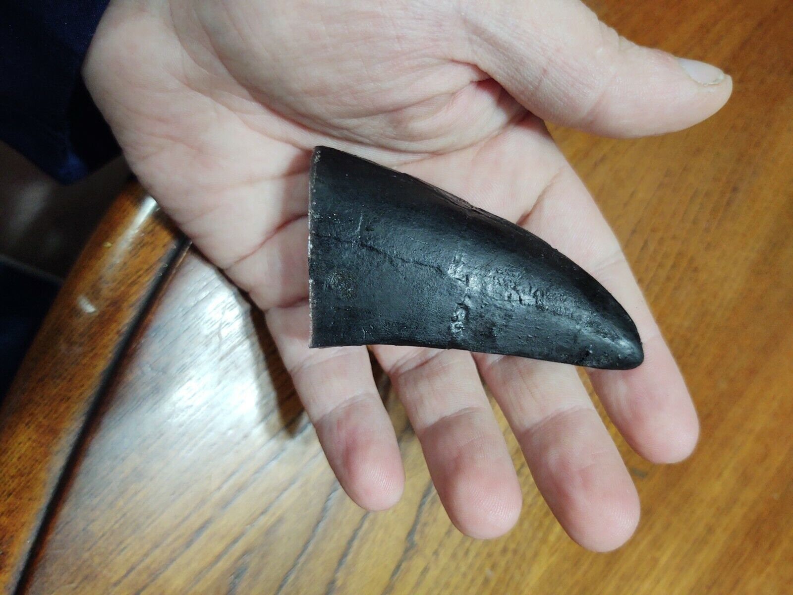 Tyrannosaurus Rex Tooth Crown Replica ( Medium) - Etsy