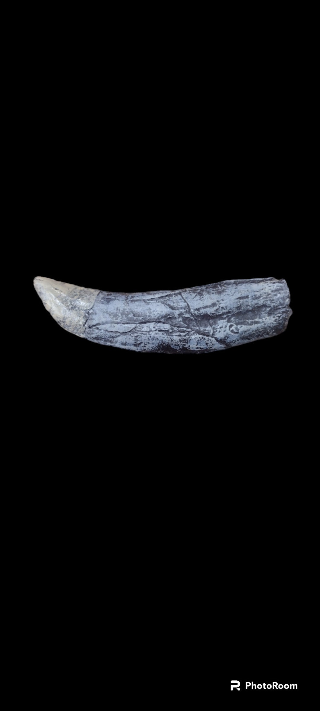 Allosaurus Fragilis Fossil Tooth Cast Replica- Dinosaurs-paleontology ...
