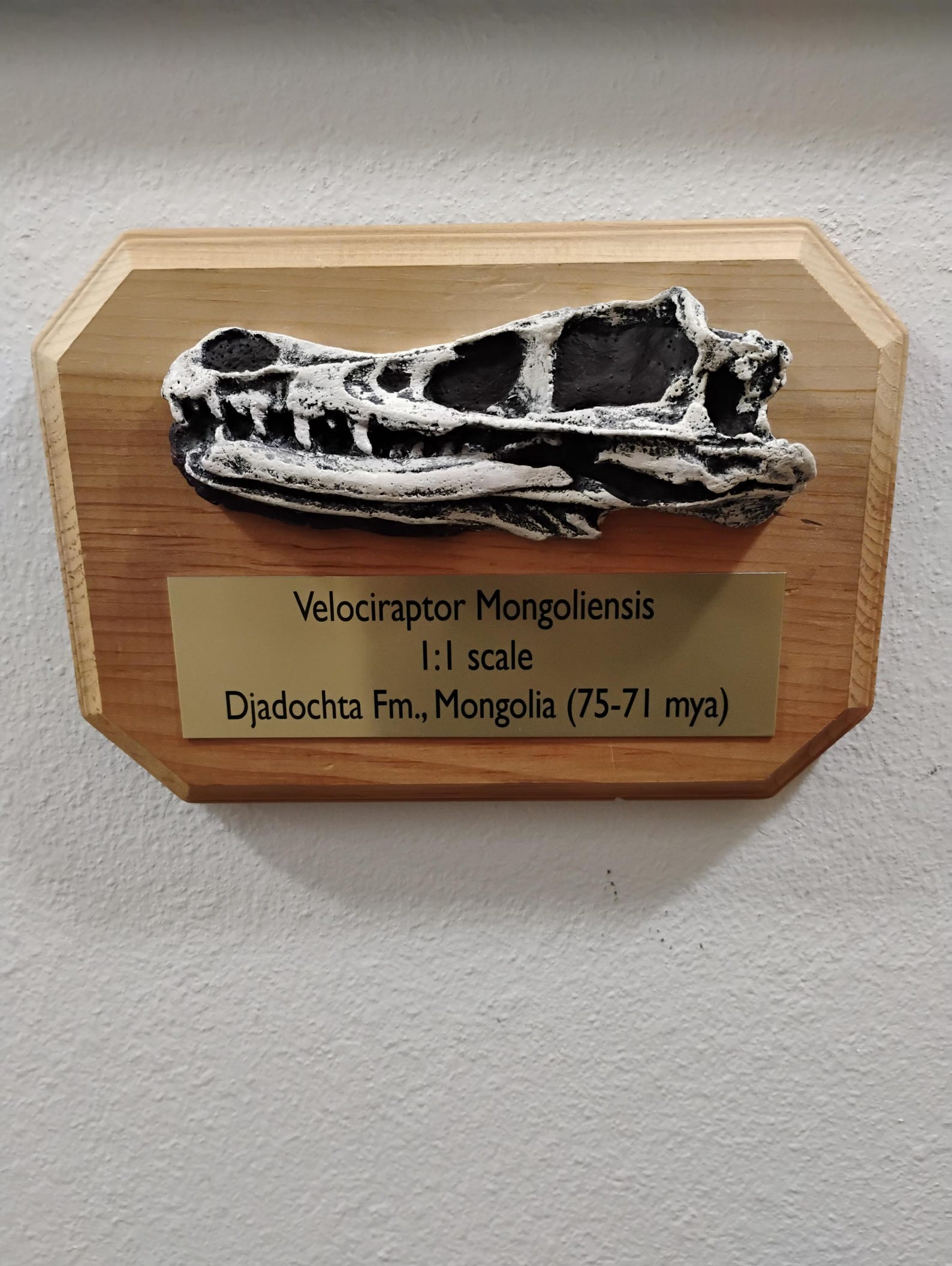 Velociraptor Mongoliensis Skull Fossil Cast Replica Plaque ( Museum ...