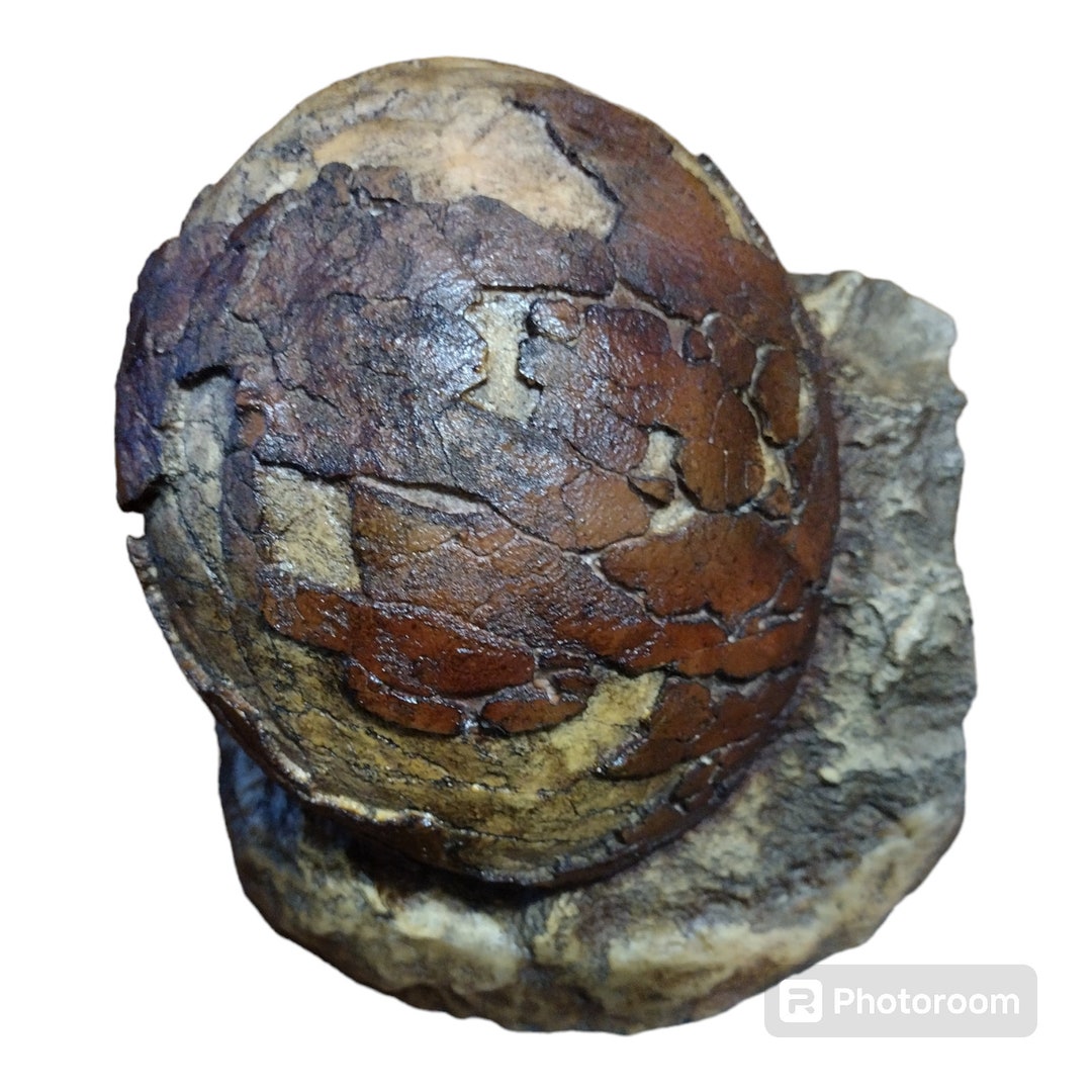 Titanosaur (sauropod) Egg Cast- Dinosaurs-sauropoda-paleontogy - Etsy