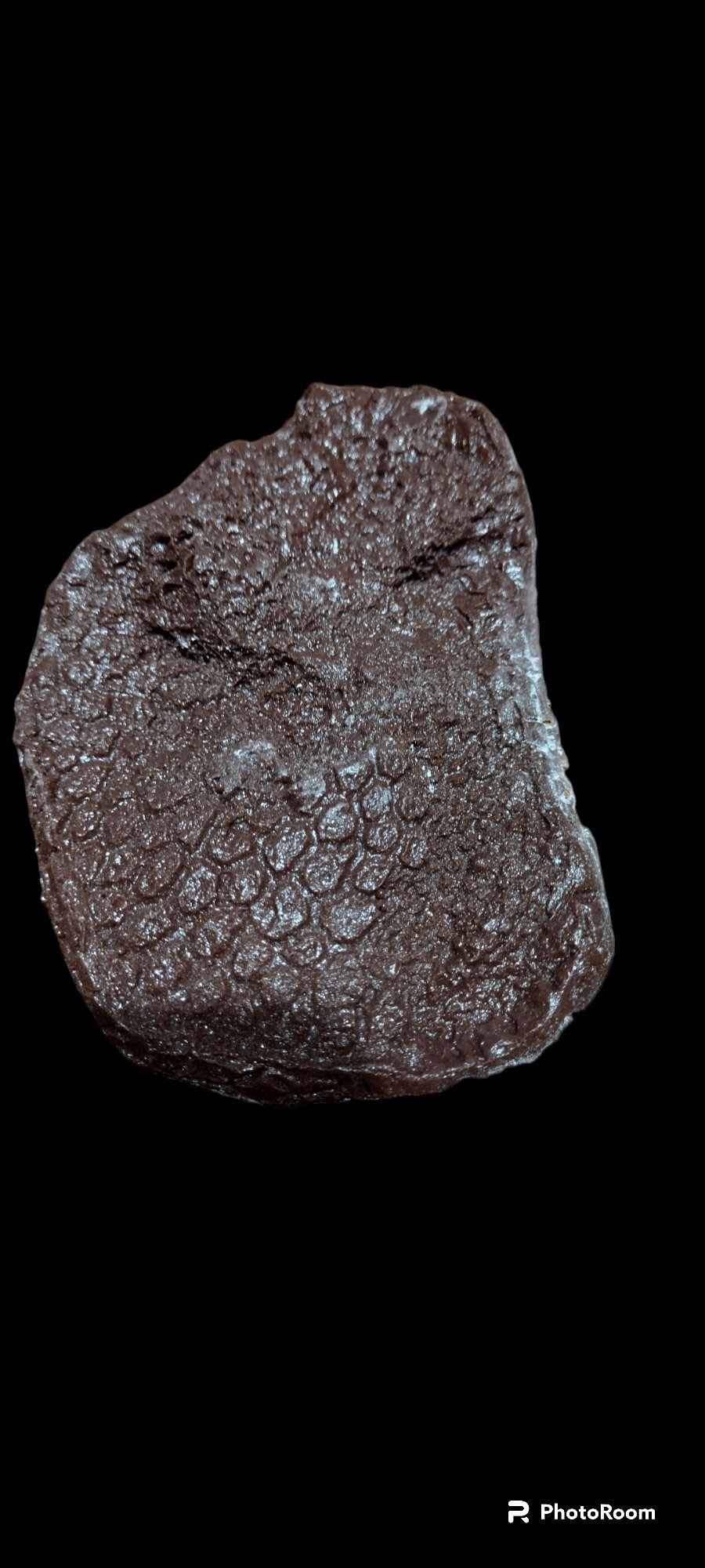 Edmontosaurus Annectens (dinosaur Skin) Fossil Replica - Etsy