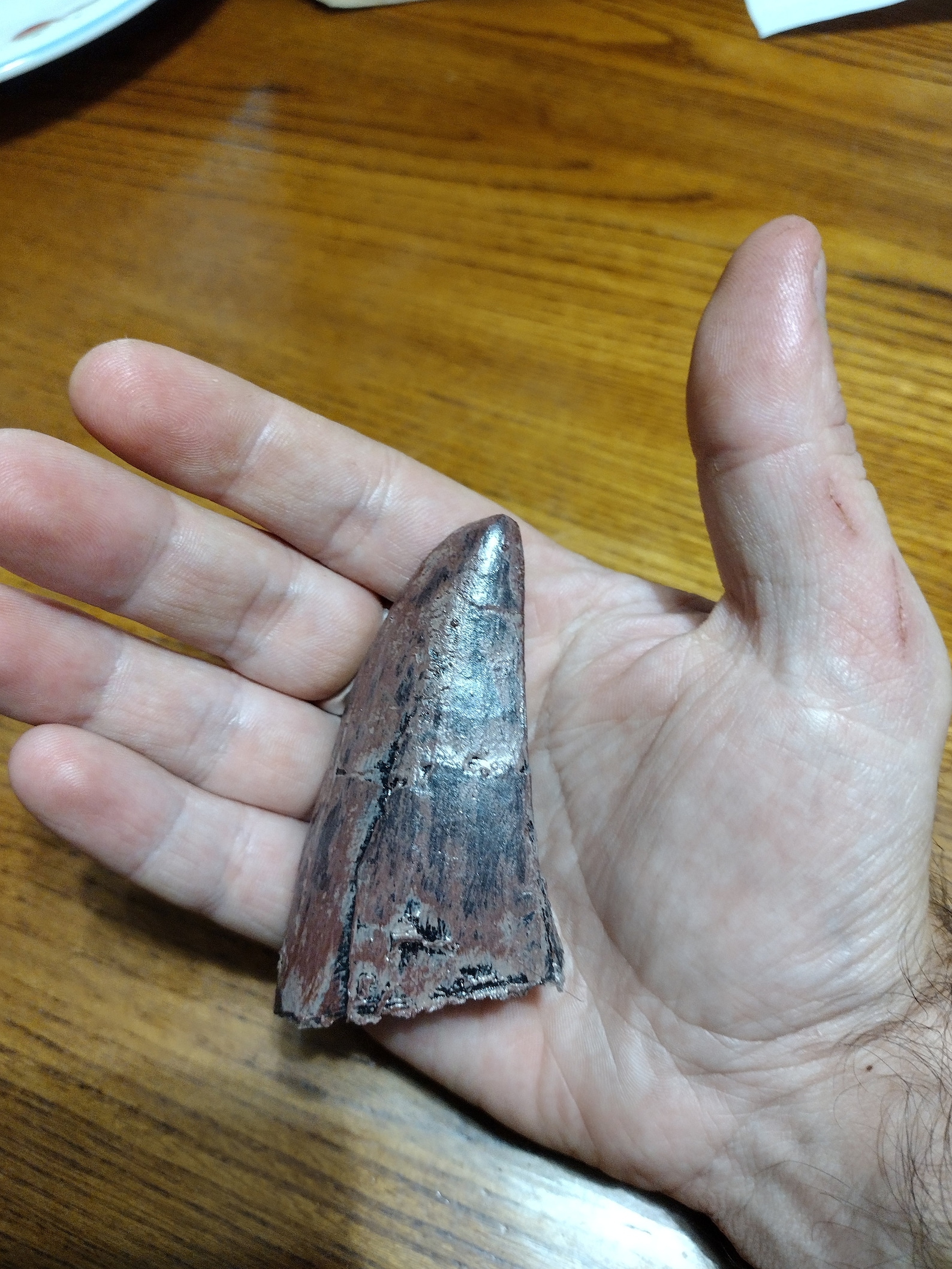 Tyrannosaurus Rex Tooth Fossil Cast Replica - Etsy