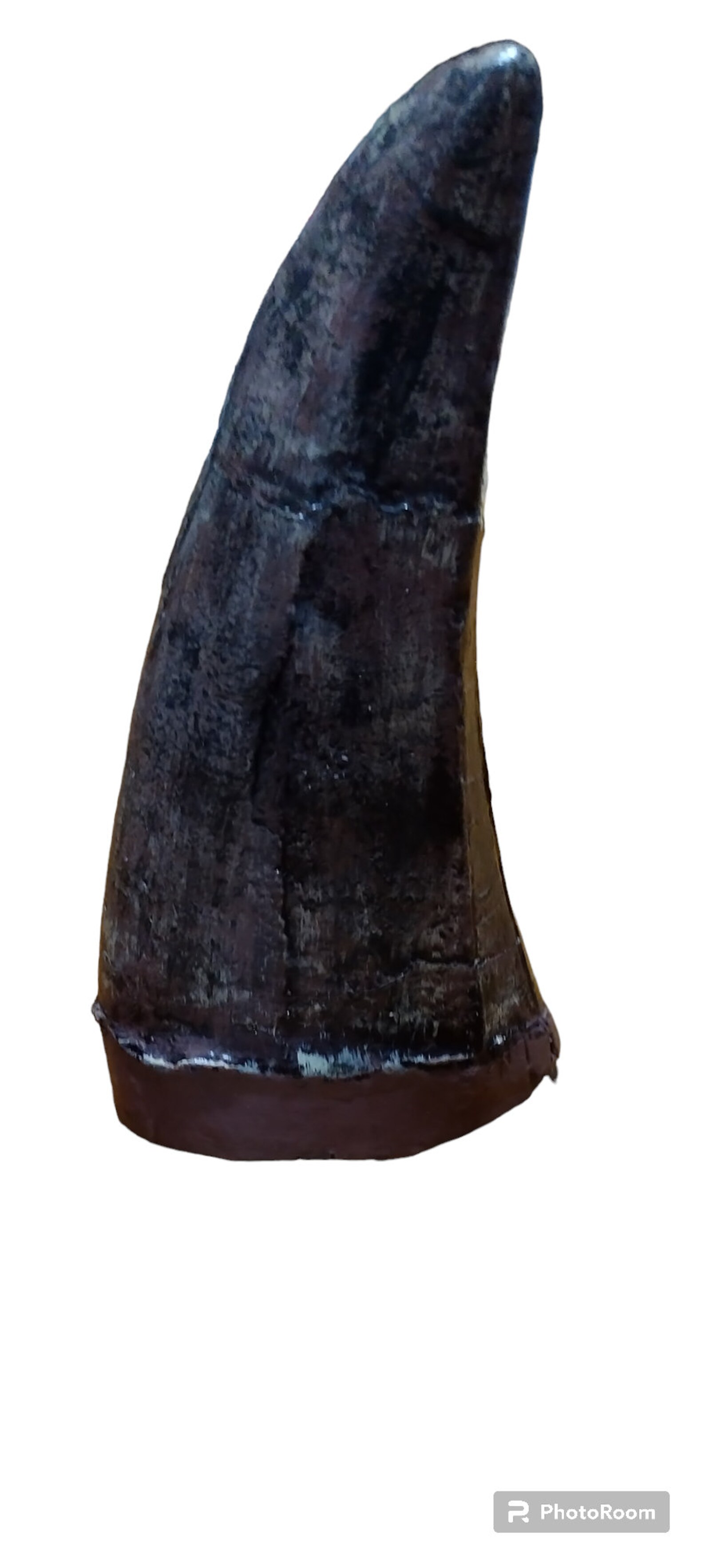 4" Tyrannosaurus Rex Maxillary Tooth Cast Replica-dinosaurs ...