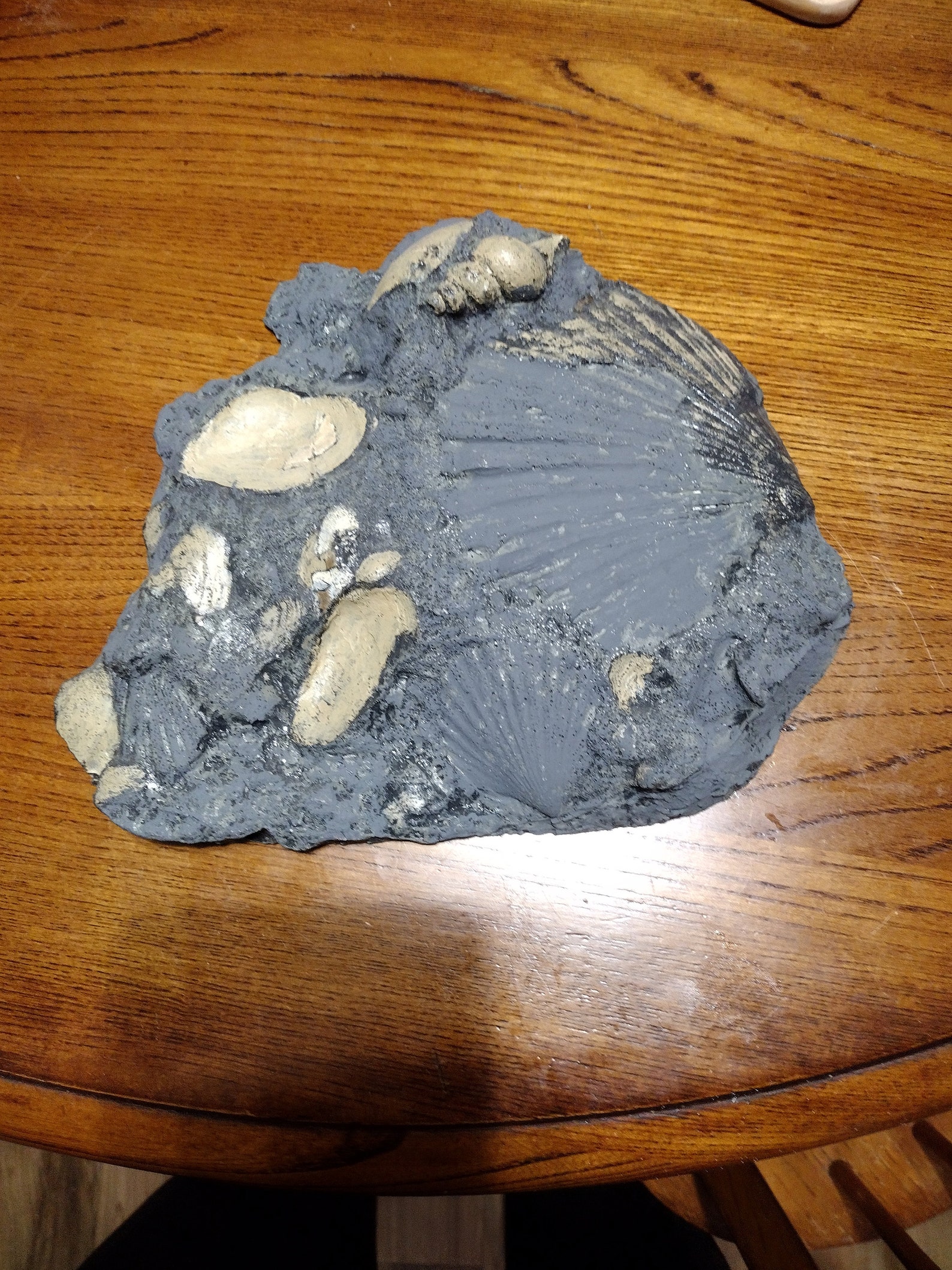 Miocene Marine Mollusc Slab From the Oregon Cost ( 18 Mya Sea Floor ...