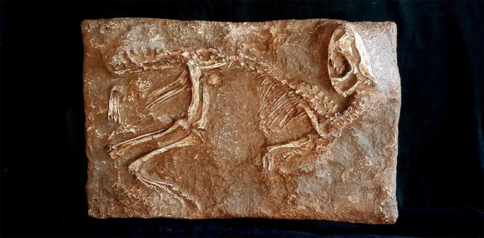 Nanosaurus Agilis Skeleton Fossil Cast Replica-dinosaurs-dinosaurs ...