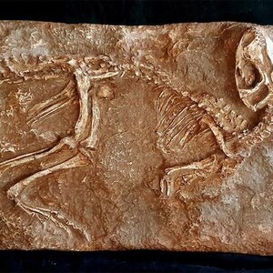 Nanosaurus Agilis Skeleton Fossil Cast Replica-dinosaurs-dinosaurs ...