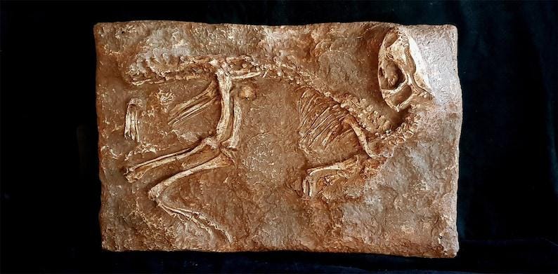 Nanosaurus Agilis Skeleton Fossil Cast Replica-dinosaurs-dinosaurs ...