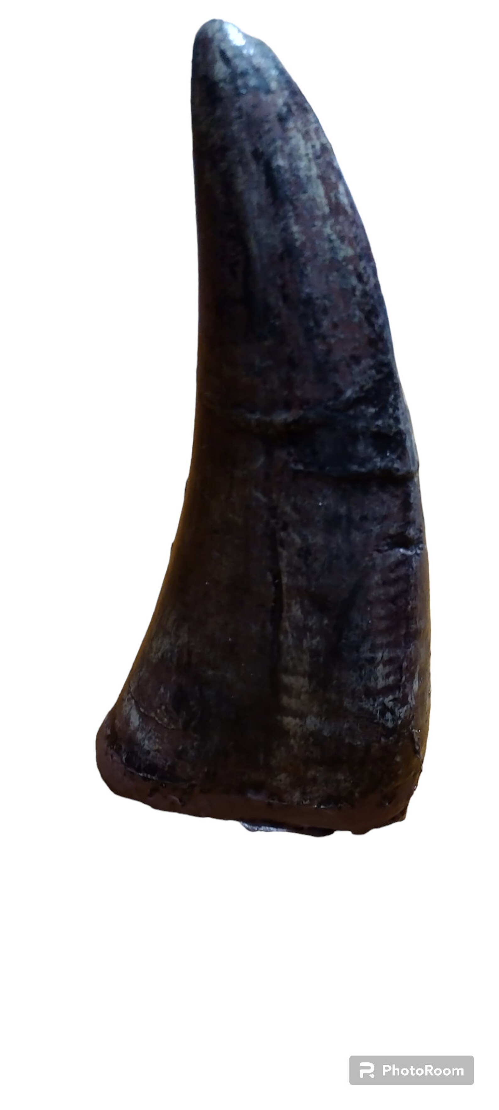 4" Tyrannosaurus Rex Maxillary Tooth Cast Replica-dinosaurs ...