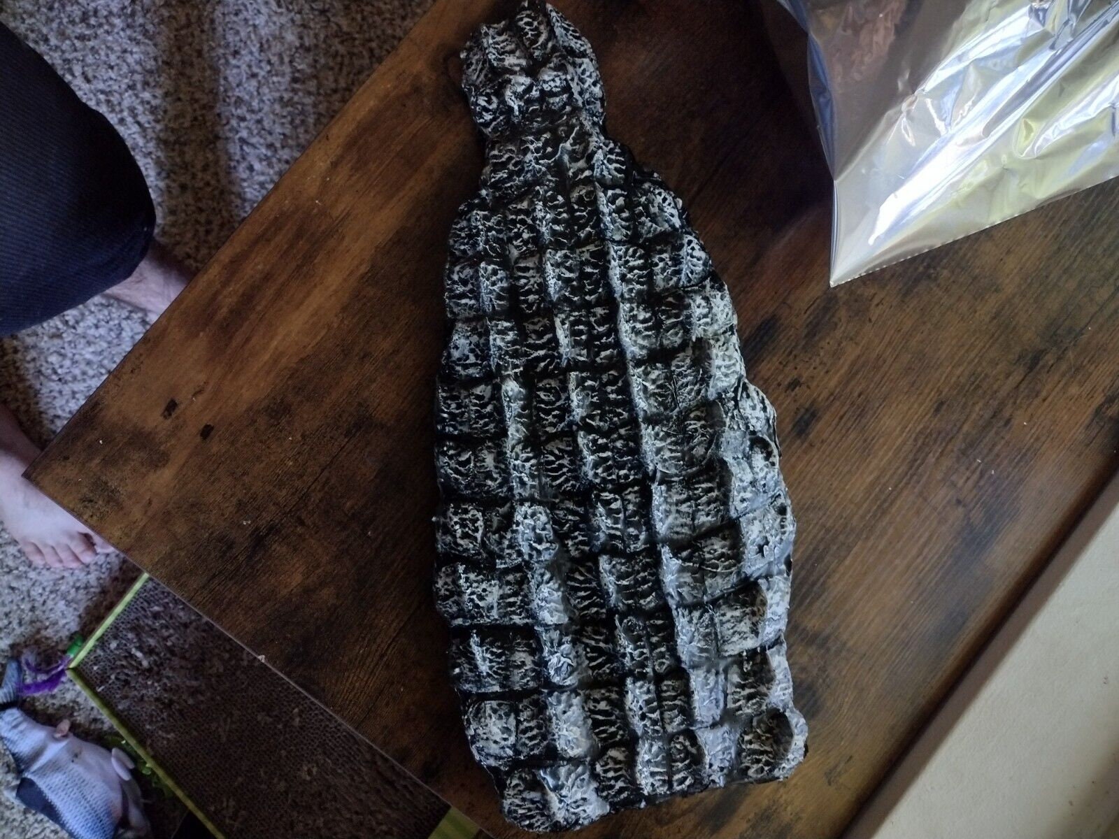American Alligator (modern) Dermal Armor Scutes Cast Replica - Etsy