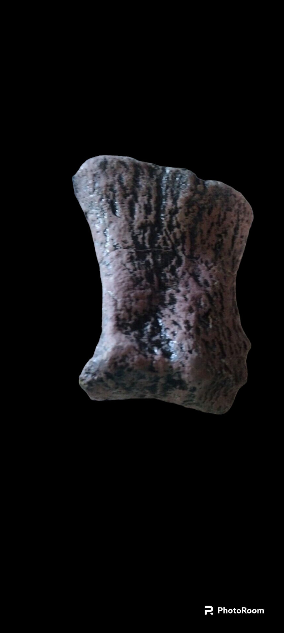 Edmontosaurus Annectens Toe Bone Cast Replica - Etsy