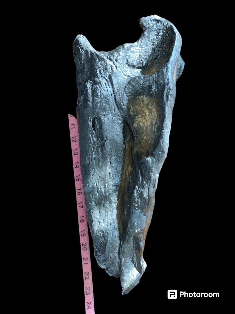 Stegosaurus Stenops ( Skull, Plate,tail Spike) Replica Set- Dinosaurs ...