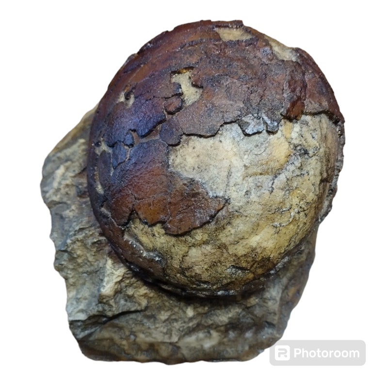 Titanosaur (sauropod) Egg Cast- Dinosaurs-sauropoda-paleontogy - Etsy