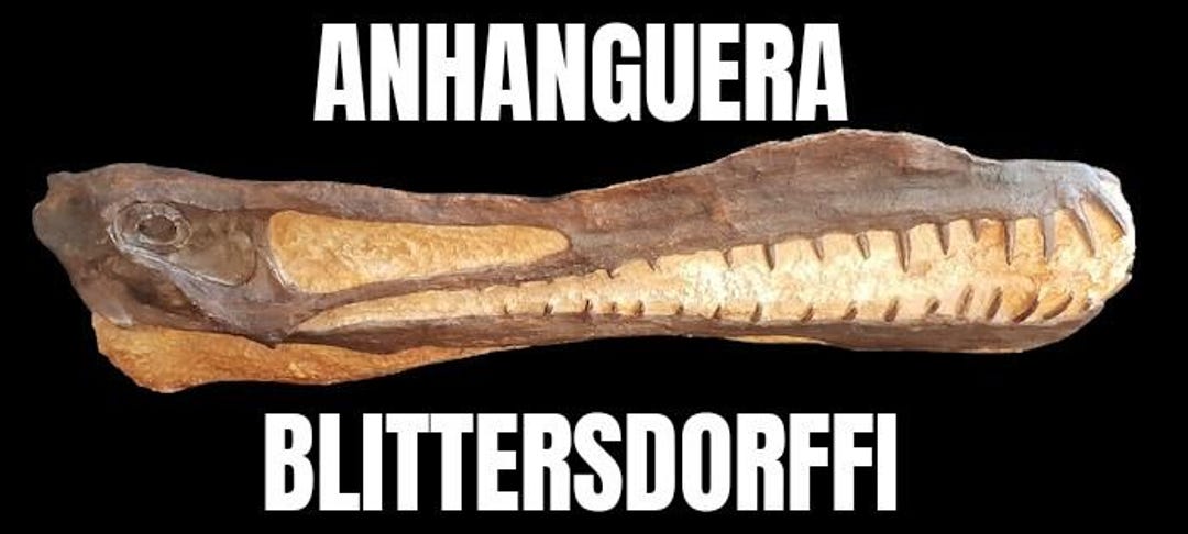 Anhanguera Blittersdorffi (pterosaur) Skull Cast Replica- Pterosaurs ...