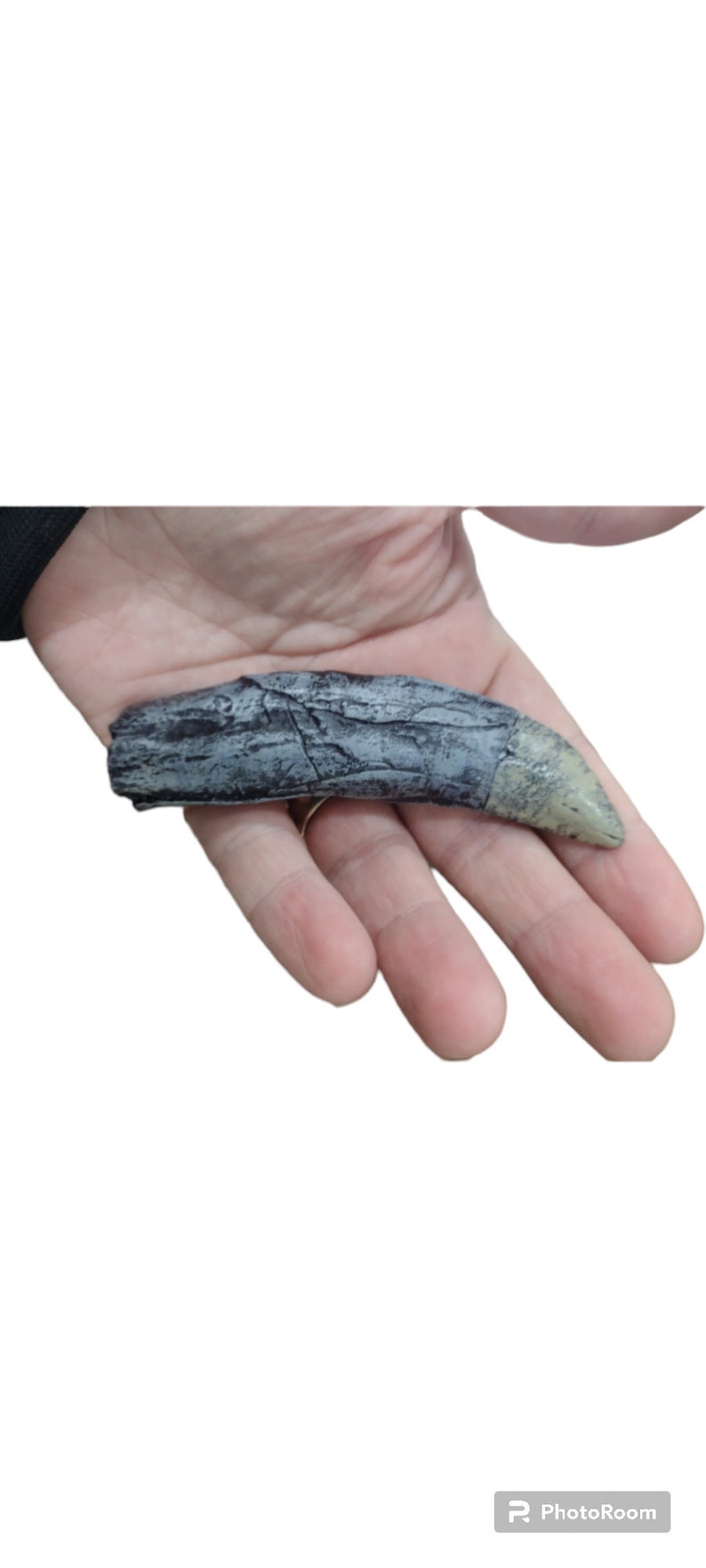 Allosaurus Fragilis Fossil Tooth Cast Replica- Dinosaurs-paleontology ...