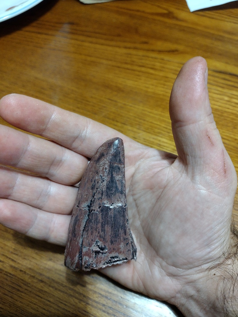 Tyrannosaurus Rex Tooth Fossil Cast Replica - Etsy