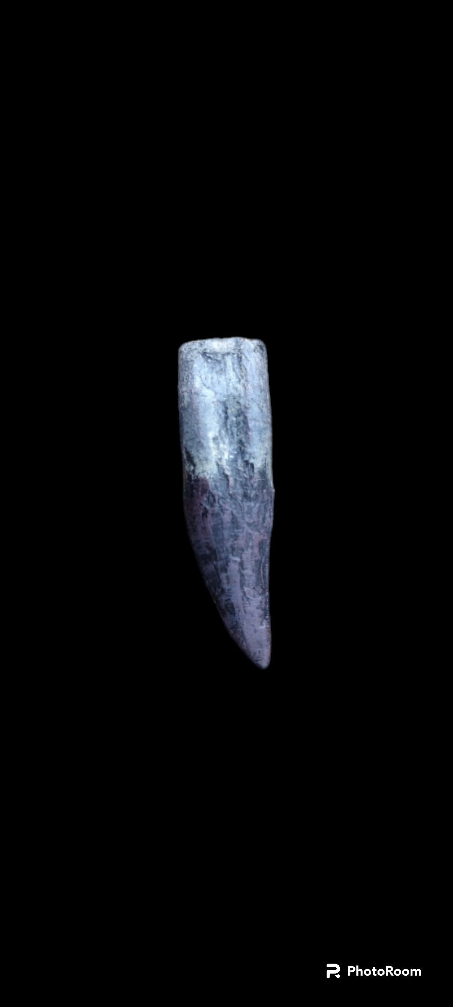 Dilophosaurus Wetherilli Fossil Tooth Cast Replica - Etsy