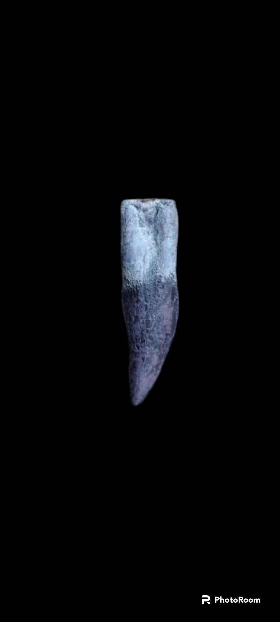 Dilophosaurus Wetherilli Fossil Tooth Cast Replica - Etsy